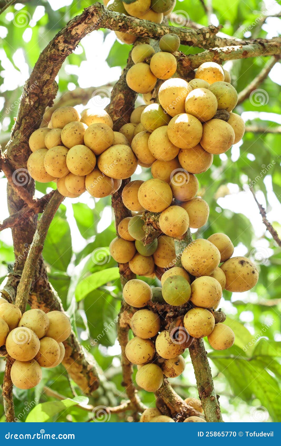 Longkong (langsat) on Tree. Stock Photo - Image of food, langsat: 25865770