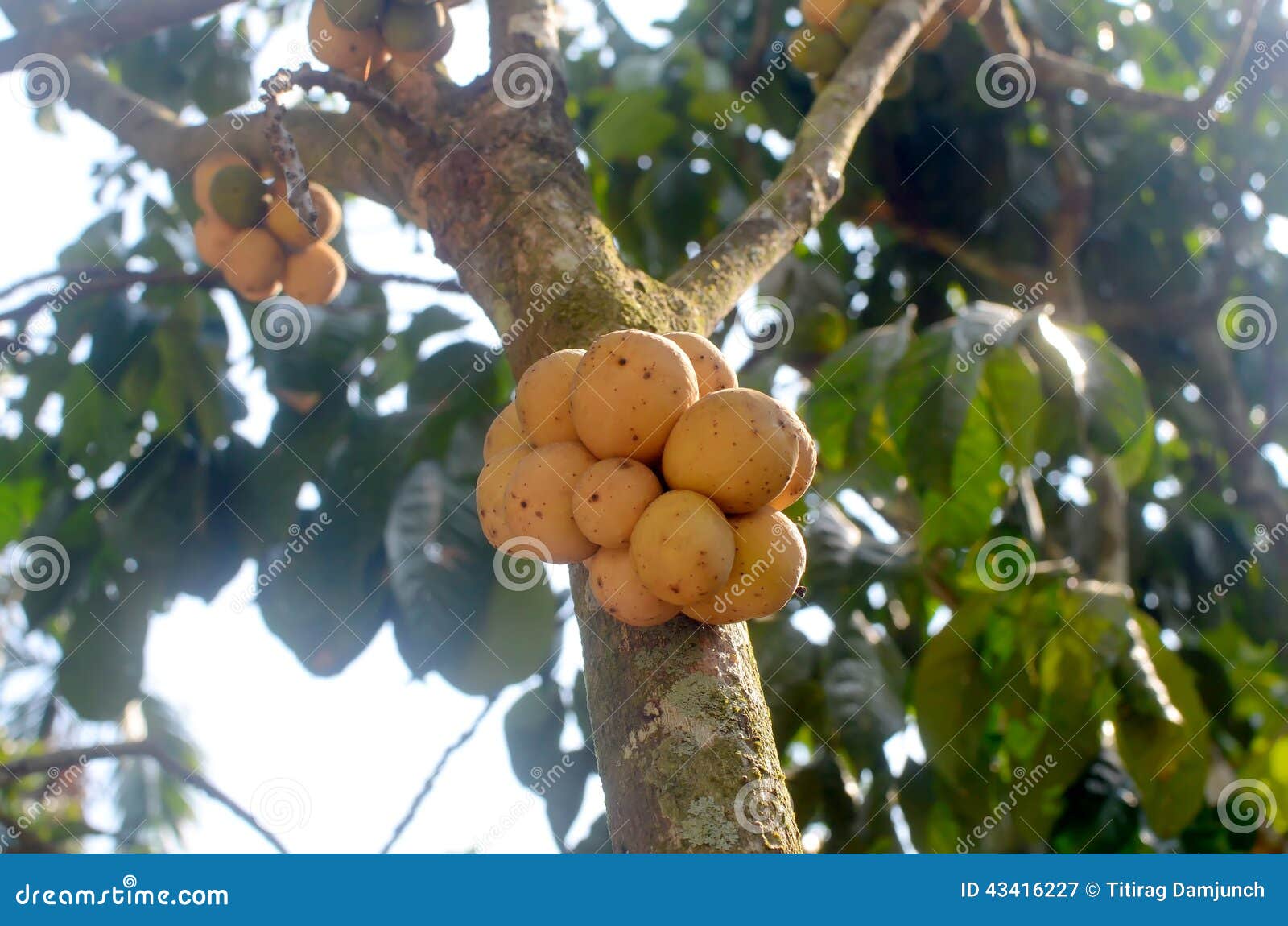 Longkong (langsat) on the Tree Stock Image - Image of plant, dessert ...