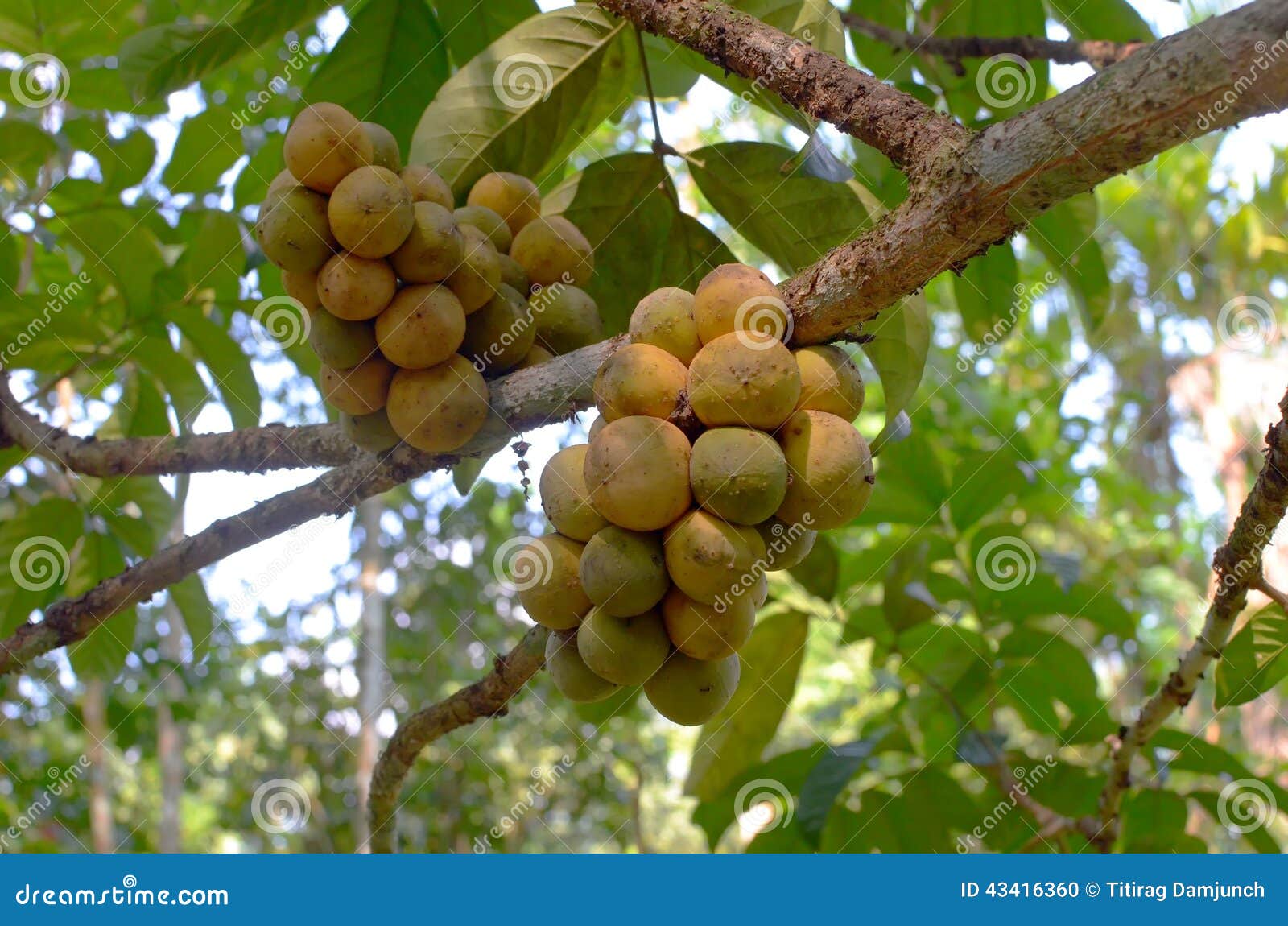 Longkong (langsat) on the Tree Stock Photo - Image of longong, plant ...