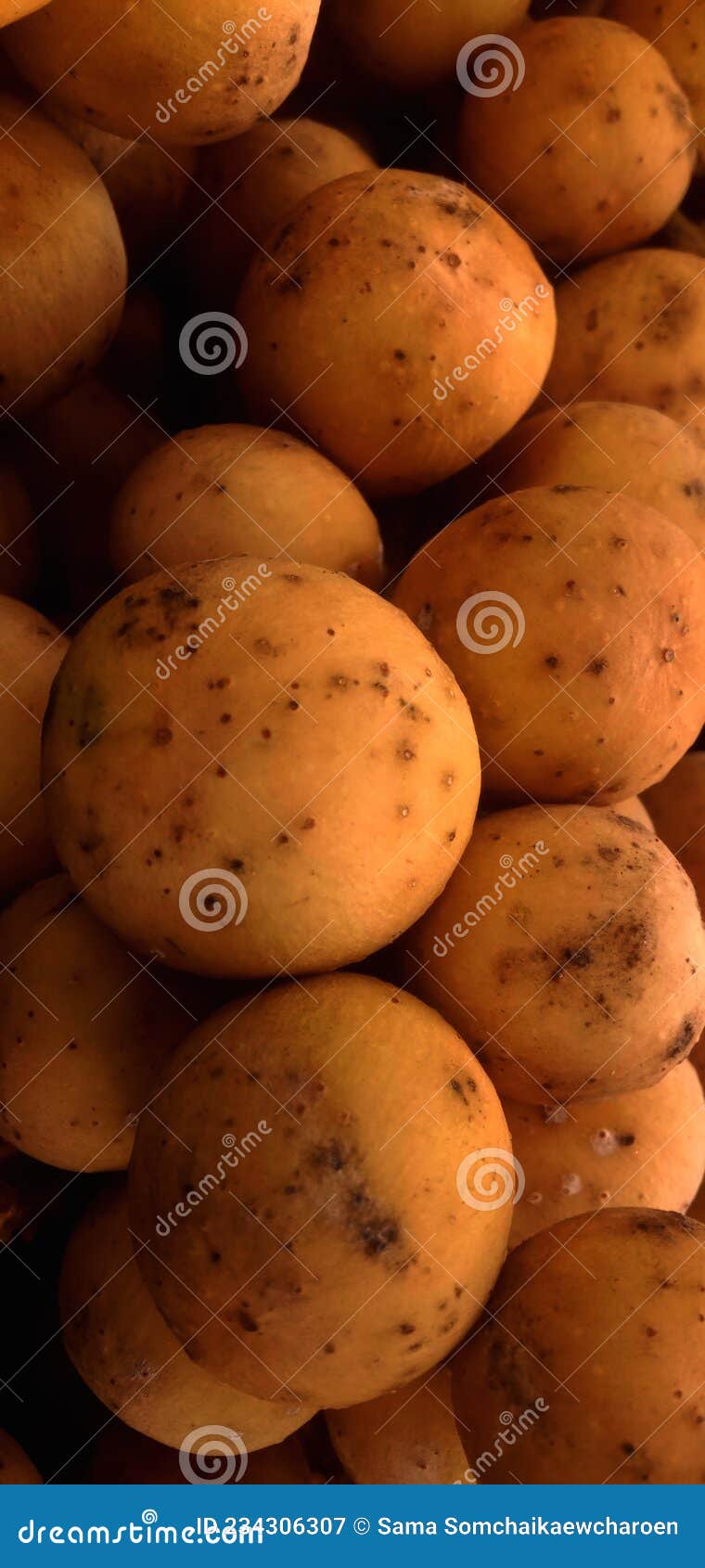 Ripe Fruit with Yellow Rind Single Fruit in Bunch Tropical Fruit in the ...