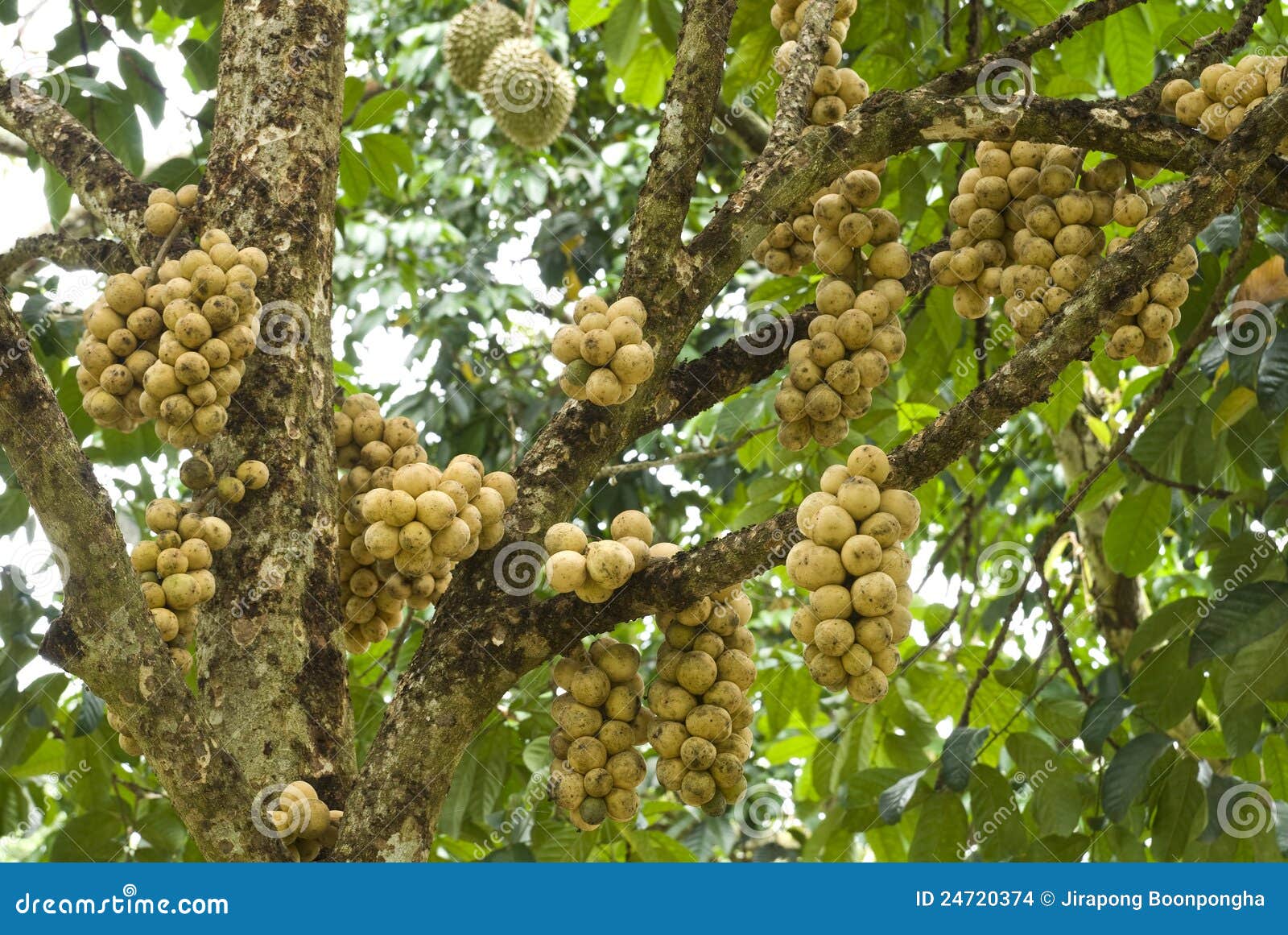 Longkong tree stock photo. Image of delicious, organic - 24720374