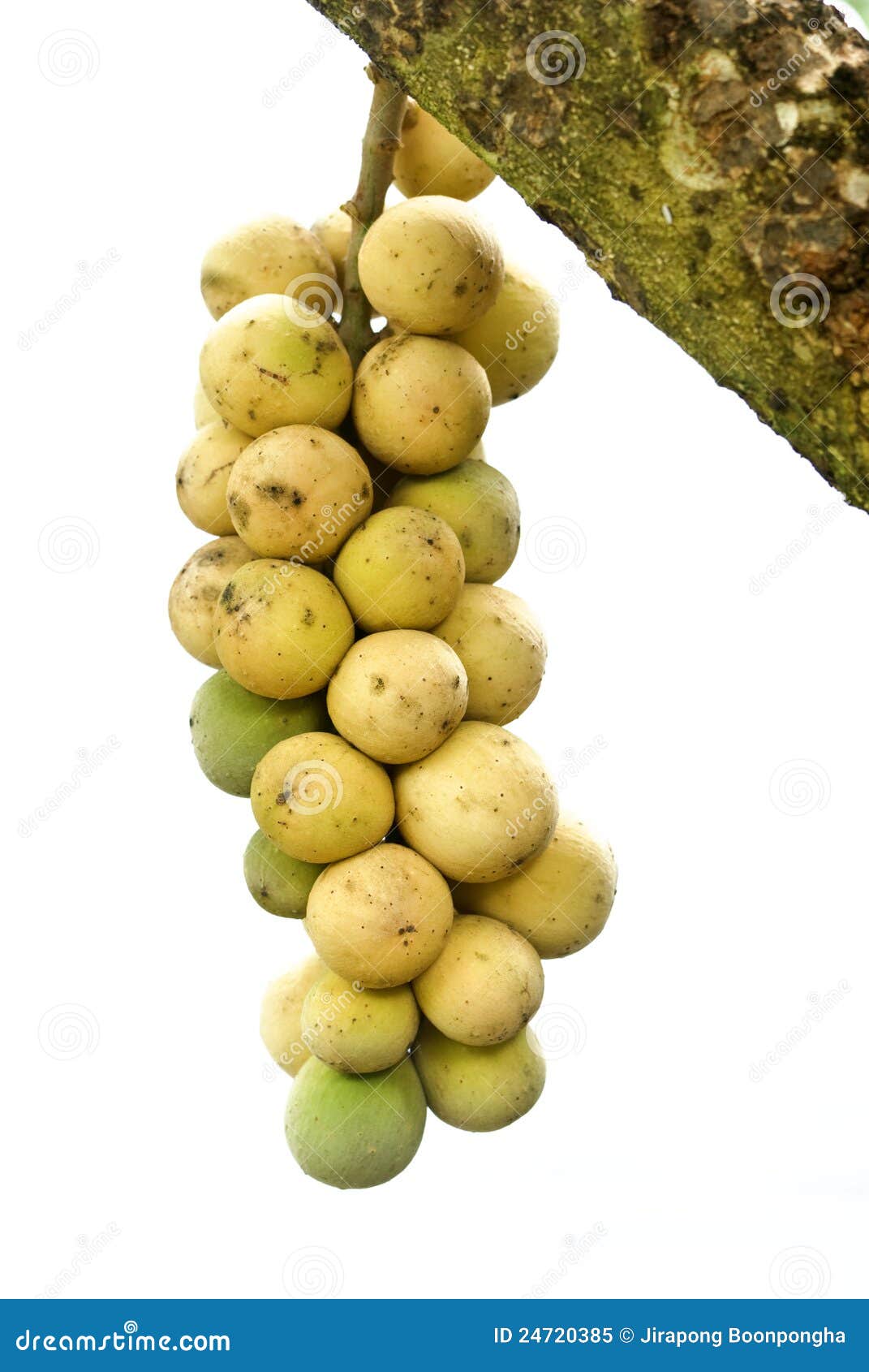 Longkong tree stock image. Image of fresh, isolated, food - 24720385