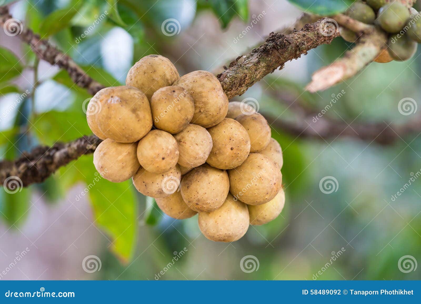 Longkong on a tree stock photo. Image of long, health - 58489092