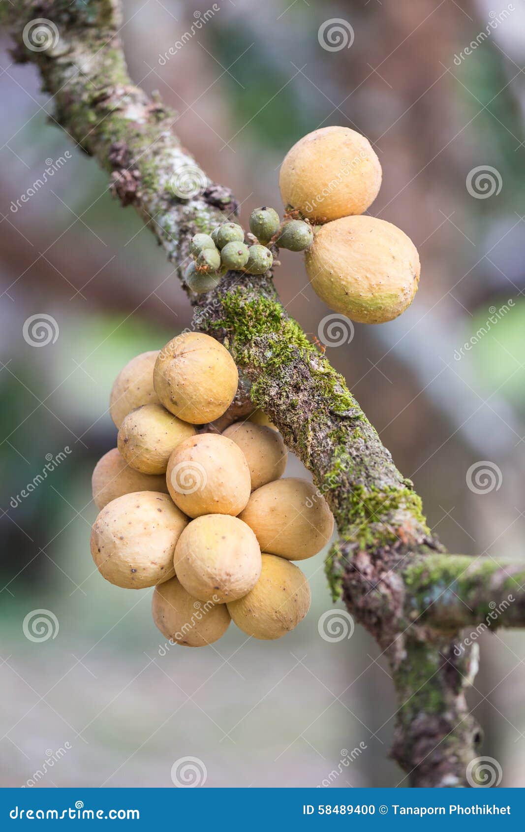 Longkong on a tree stock photo. Image of green, bunch - 58489400