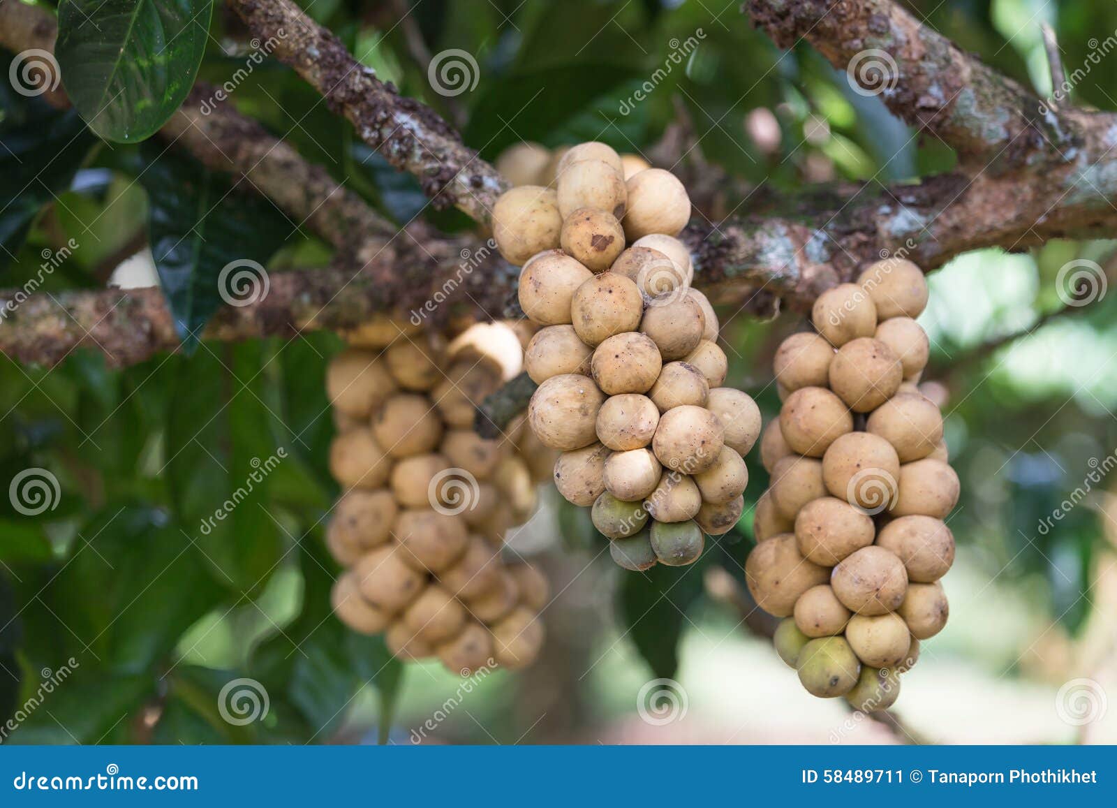 Longkong on a tree stock image. Image of sweet, ripe - 58489711