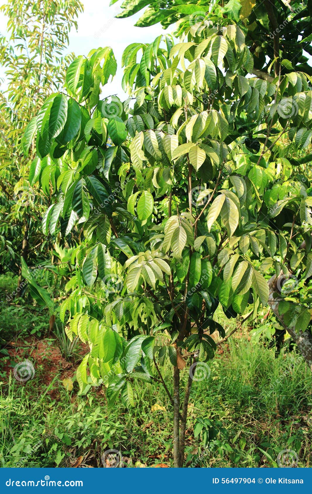 Longkong tree stock photo. Image of longkong, local, garden - 56497904