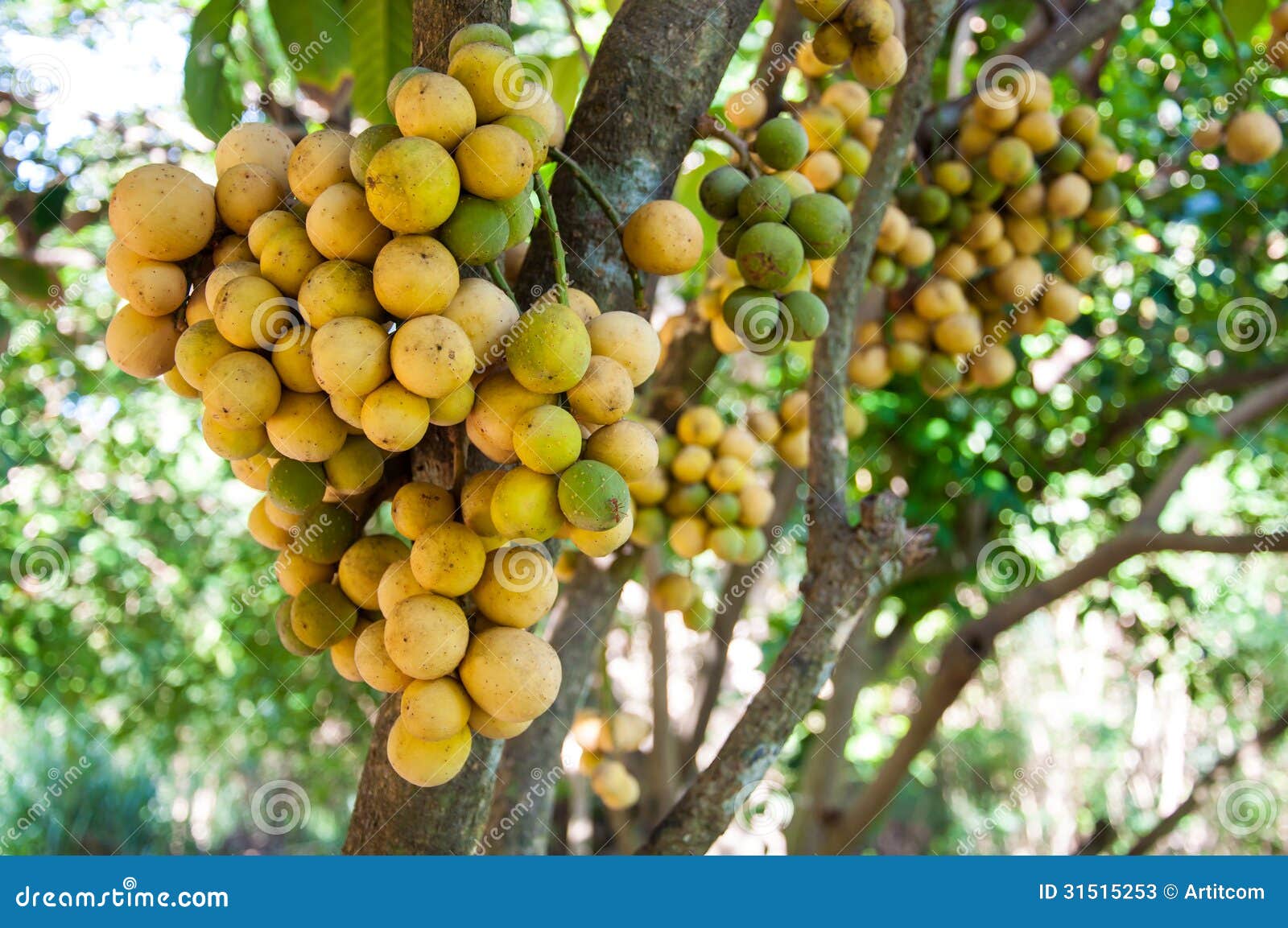 Longkong Tree or Lansium Domesticum Stock Image - Image of health ...