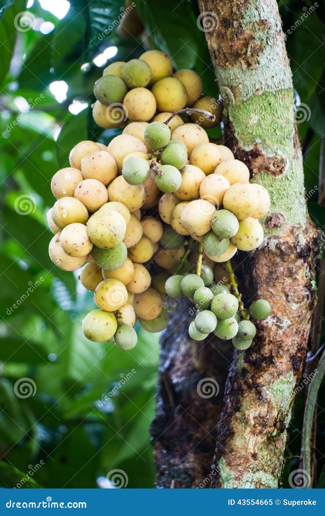 Longkong on tree stock image. Image of tasty, organic - 43554665