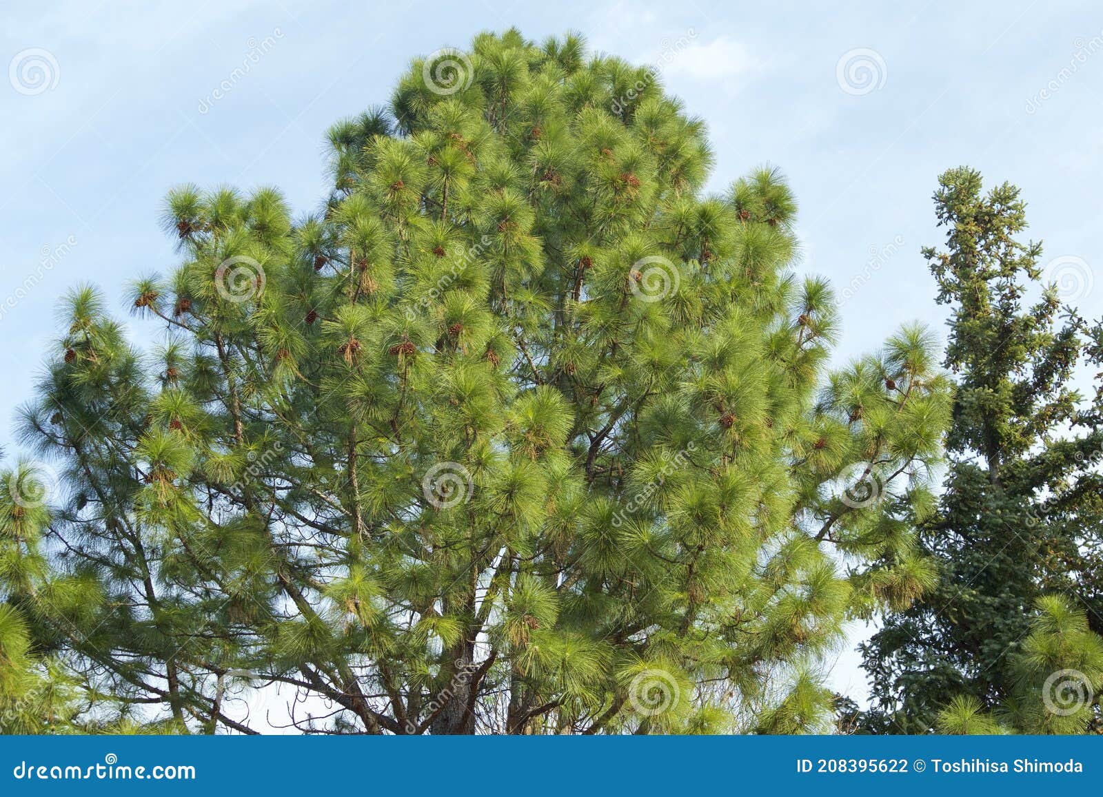 Longleaf Pine, the Longest Leaf in the World. Stock Photo - Image of ...