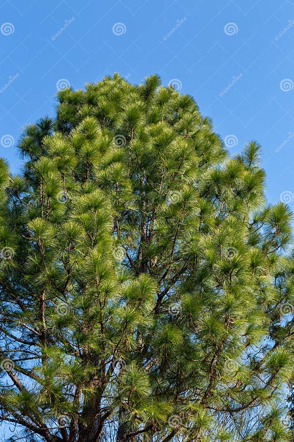 Longleaf Pine, the Longest Leaf in the World. Stock Image - Image of ...