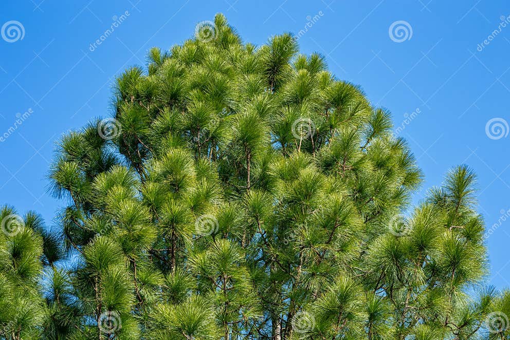Longleaf Pine, the Longest Leaf in the World. Stock Image - Image of ...