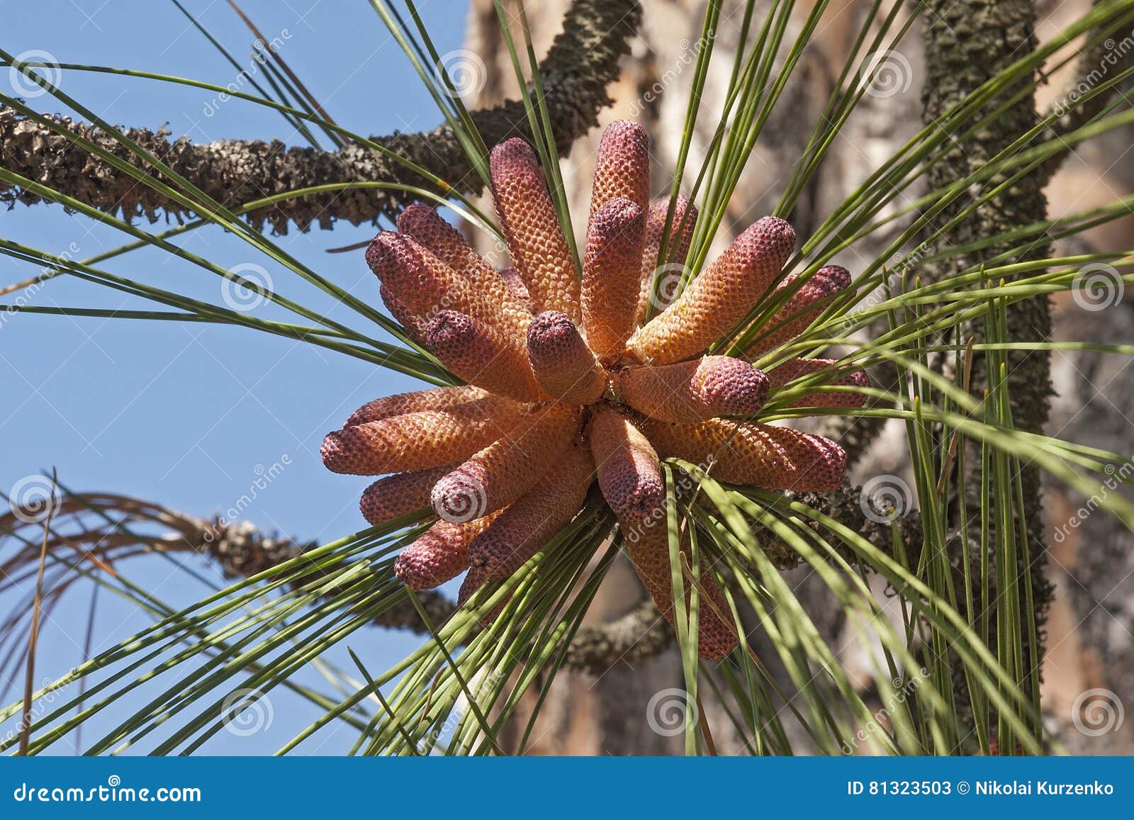 Longleaf pine pollen cones stock image. Image of longleaf - 81323503