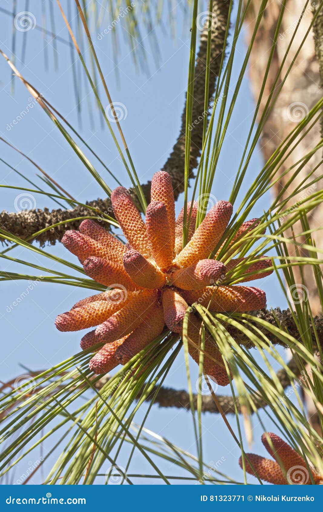 Longleaf pine pollen cones stock image. Image of longleaf - 81323771