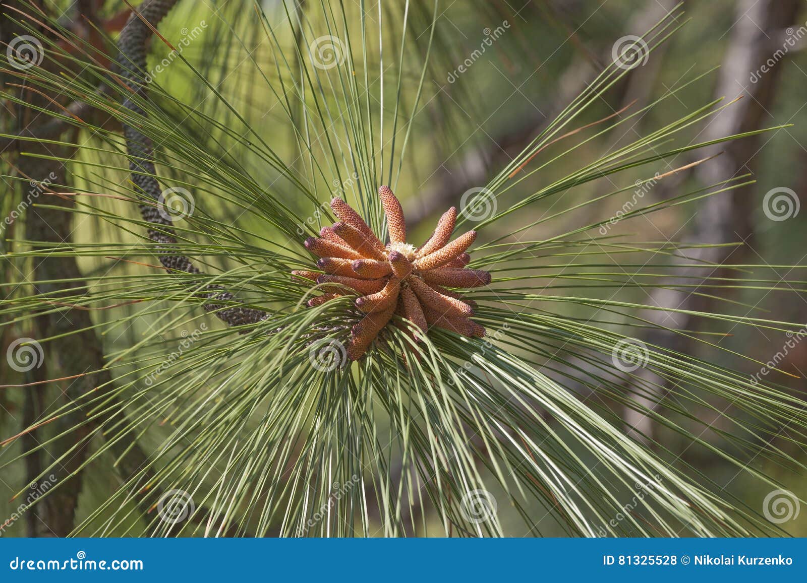 Longleaf pine pollen cones stock photo. Image of southern - 81325528