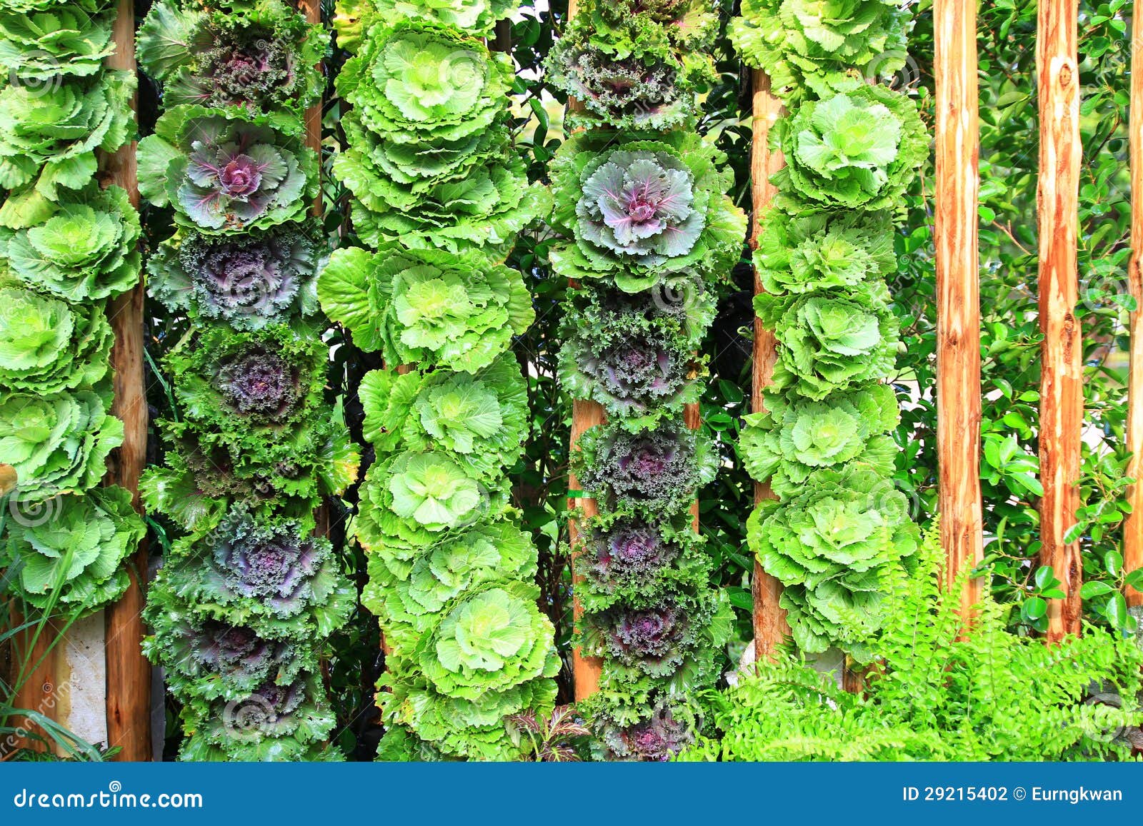 Longlived Cabbage stock photo. Image of leafy, kale, blossom - 29215402