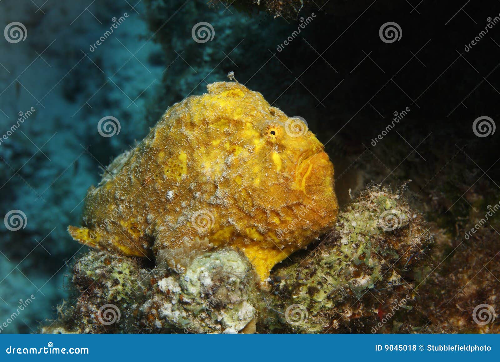 Longlure Frogfish (Antennarius Multiocellatus) Stock Photo - Image of ...