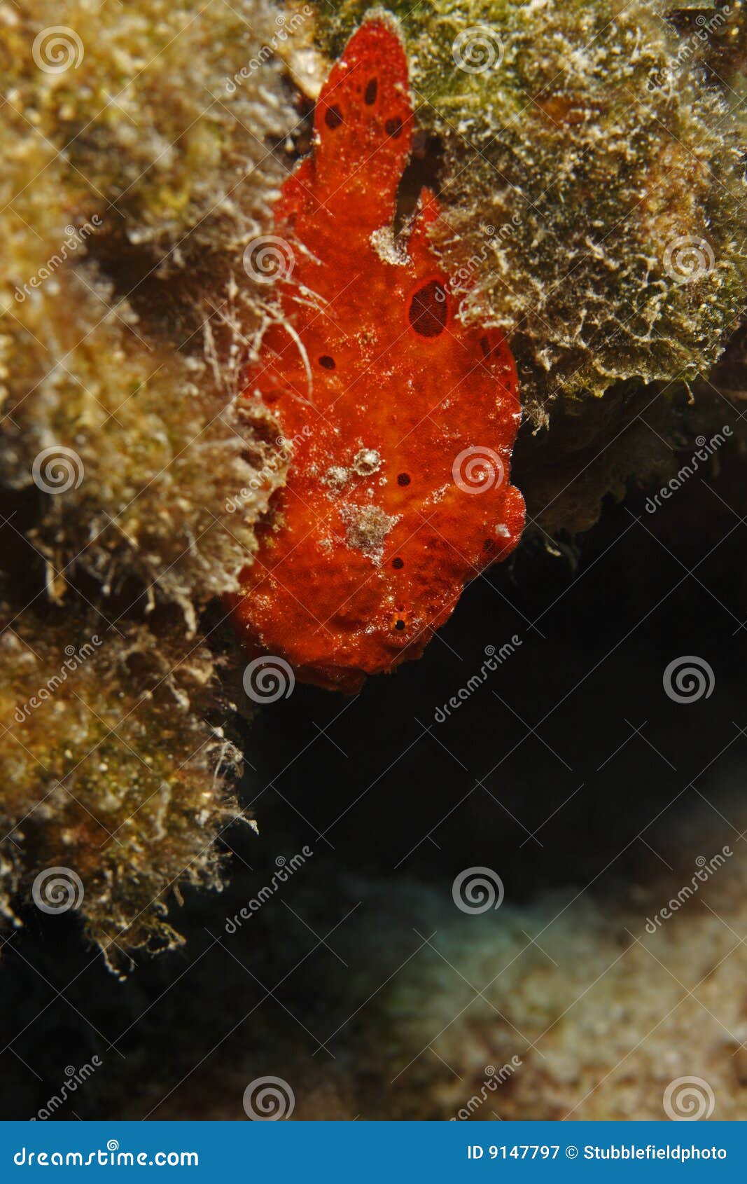 Longlure Frogfish (Antennarius Multiocellatus) Stock Image - Image of ...