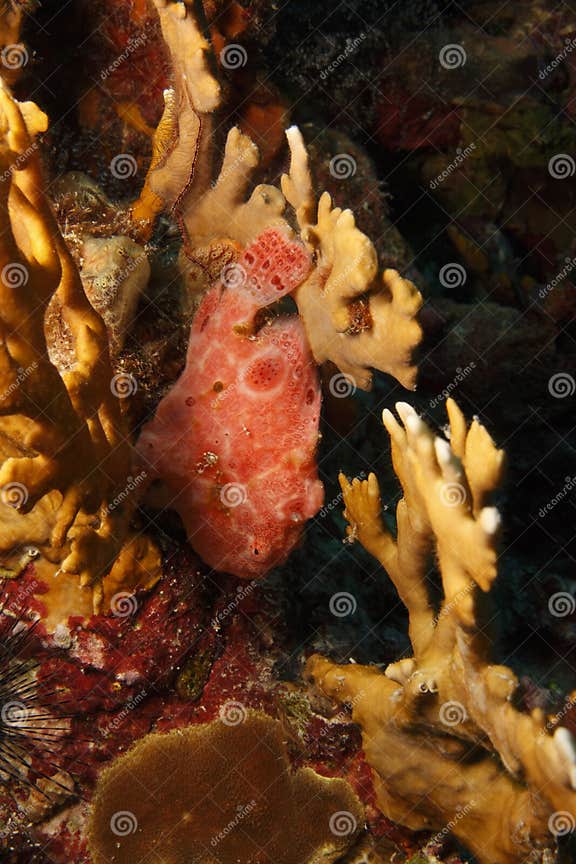 Longlure Frogfish (Antennarius Multiocellatus) Stock Image - Image of ...