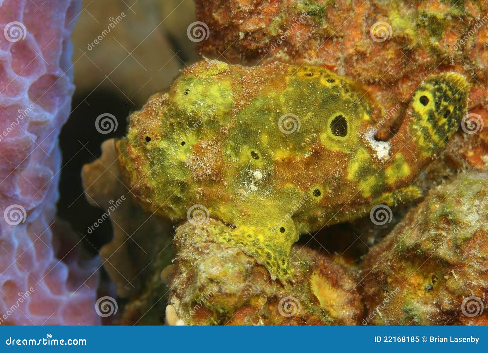 Longlure Frogfish Hiding on a Sponge Stock Image - Image of caribbean ...