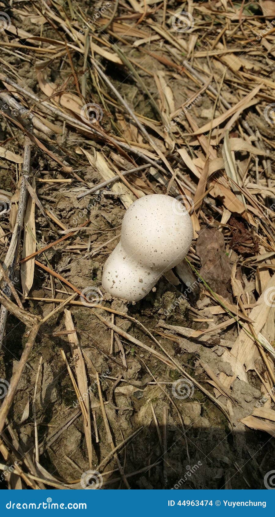 Longly Mushroom stock photo. Image of longly, white, deciduous - 44963474