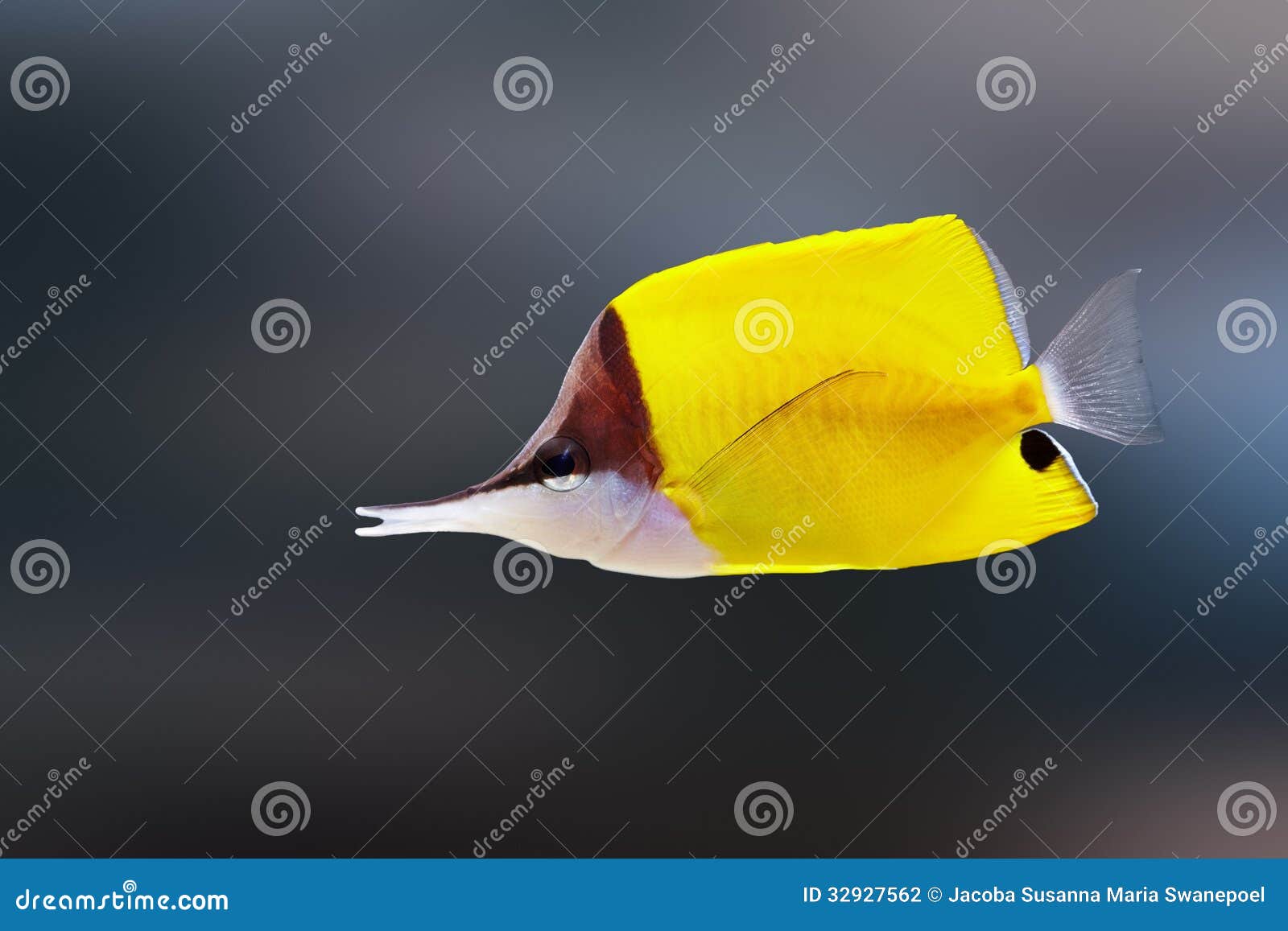 Longnose Butterflyfish Isolated On White Ba Stock Image | CartoonDealer ...