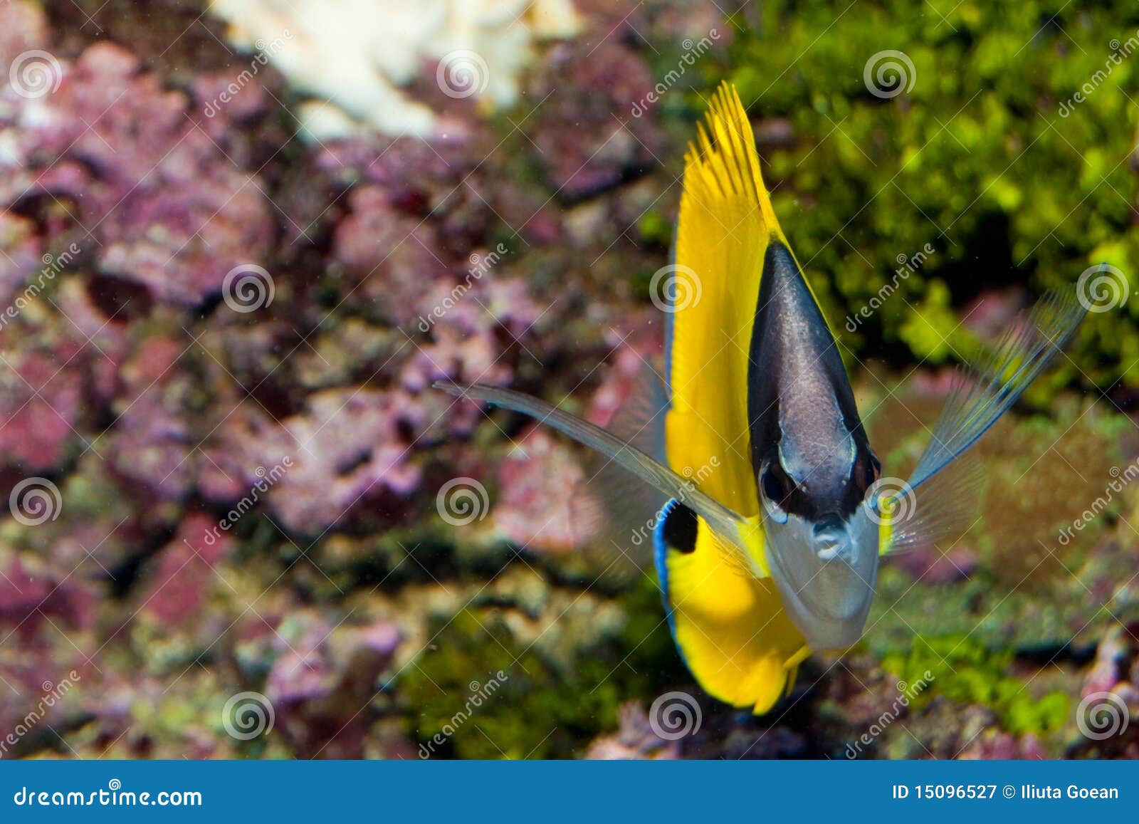 Longnose Butterflyfish Front View Stock Image - Image of longnose ...