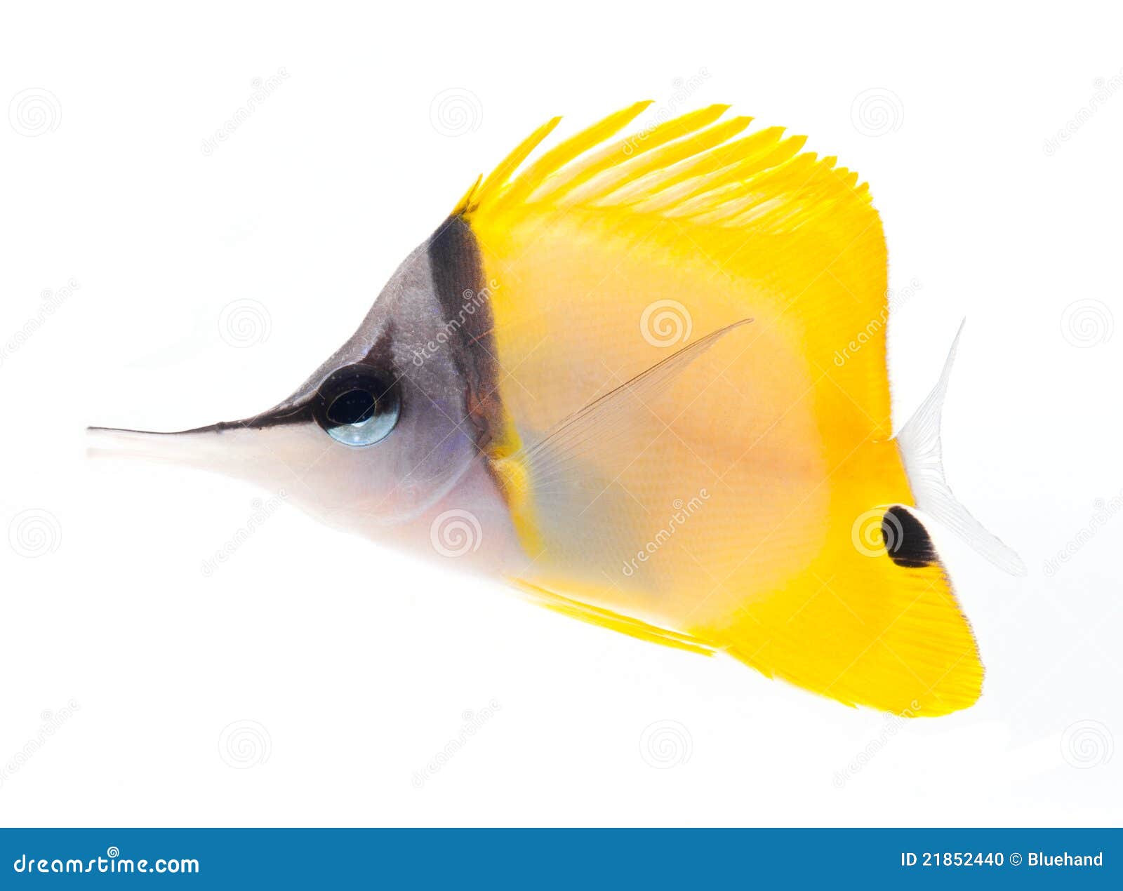 Longnose Butterflyfish Isolated On White Ba Stock Image | CartoonDealer ...