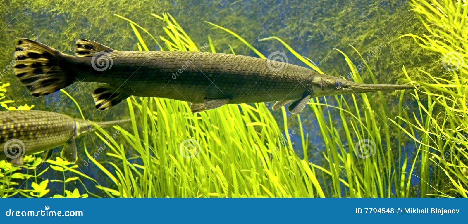Longnose gar 1 stock photo. Image of fish, animal, tank - 7794548