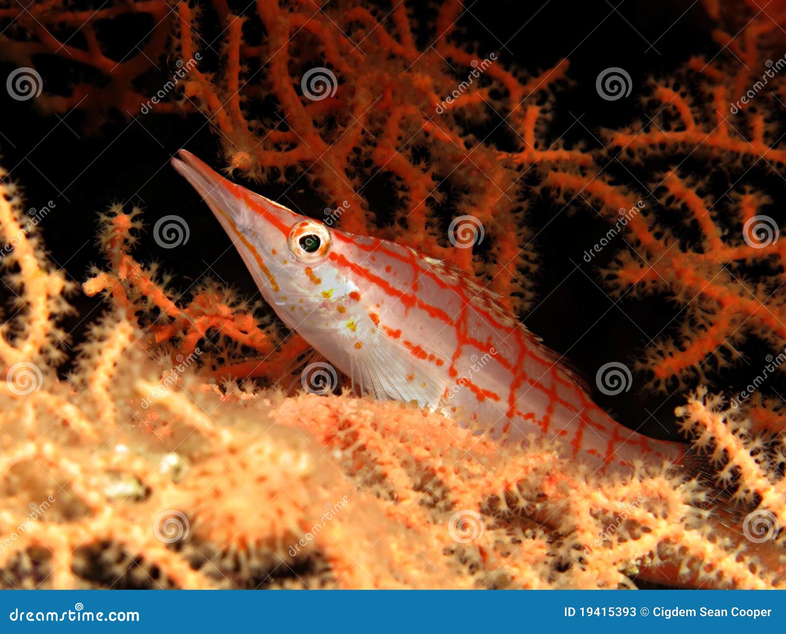 Longnose Hawkfish stock image. Image of scuba, destination - 19415393