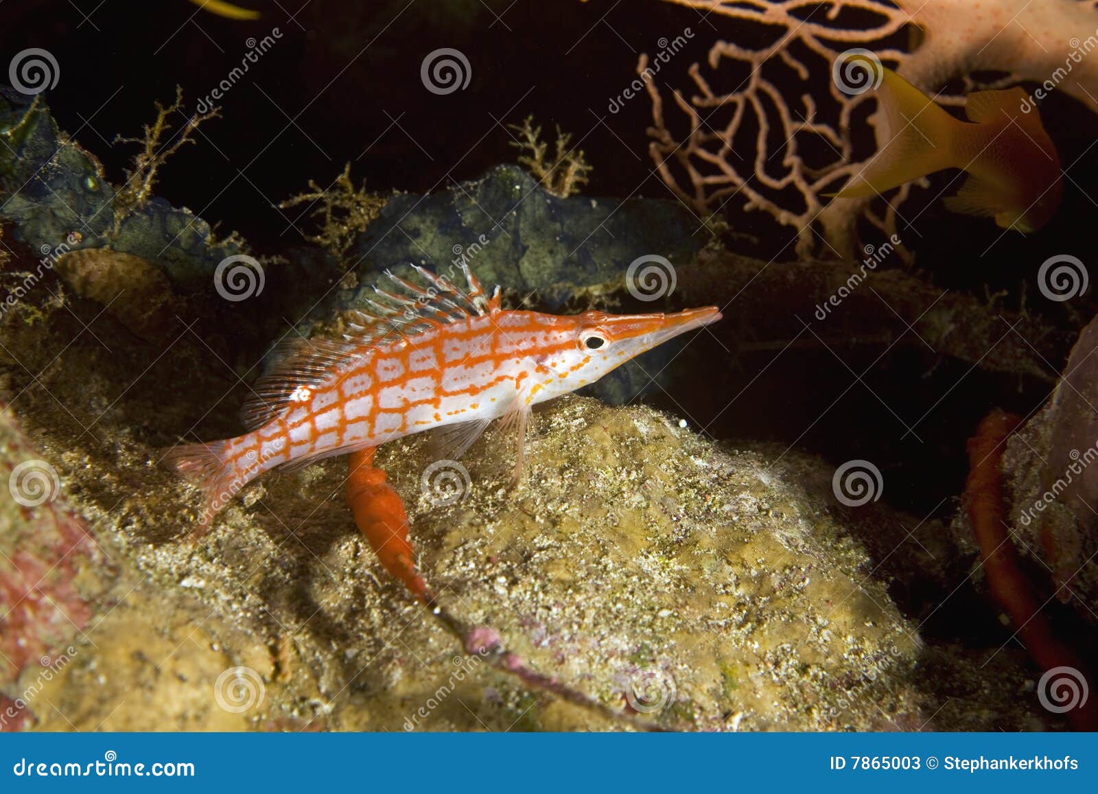 Longnose hawkfish stock image. Image of fish, dive, underwater - 7865003