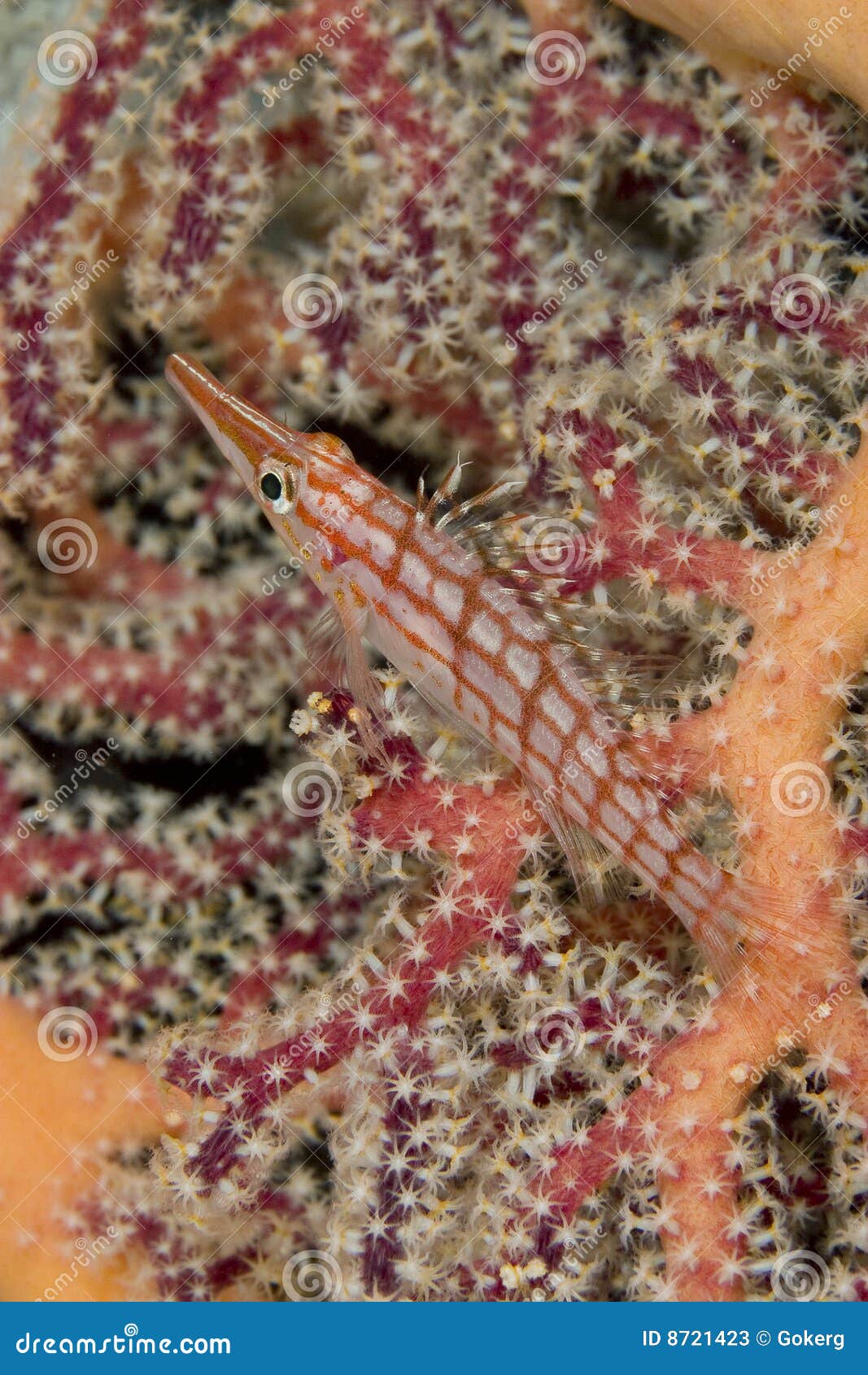 Longnose hawkfish stock image. Image of nose, ocean, long - 8721423