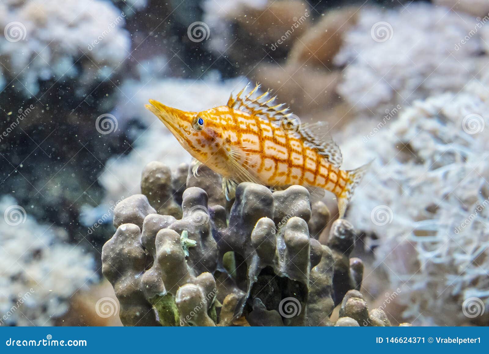 Longnose Hawkfish