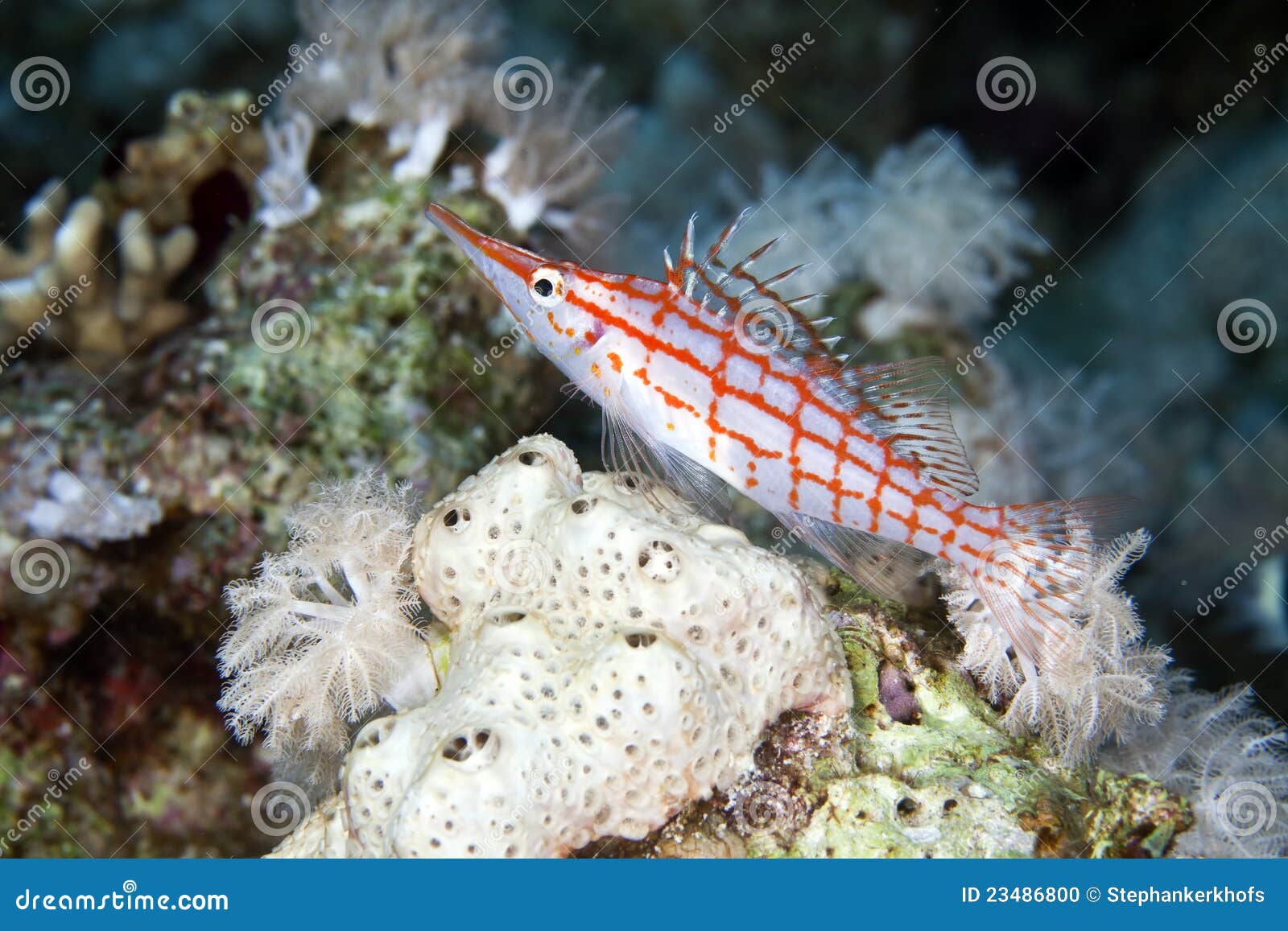Longnose Hawkfish (oxycirrhites Typus) in De Red Sea. Stock Photo ...