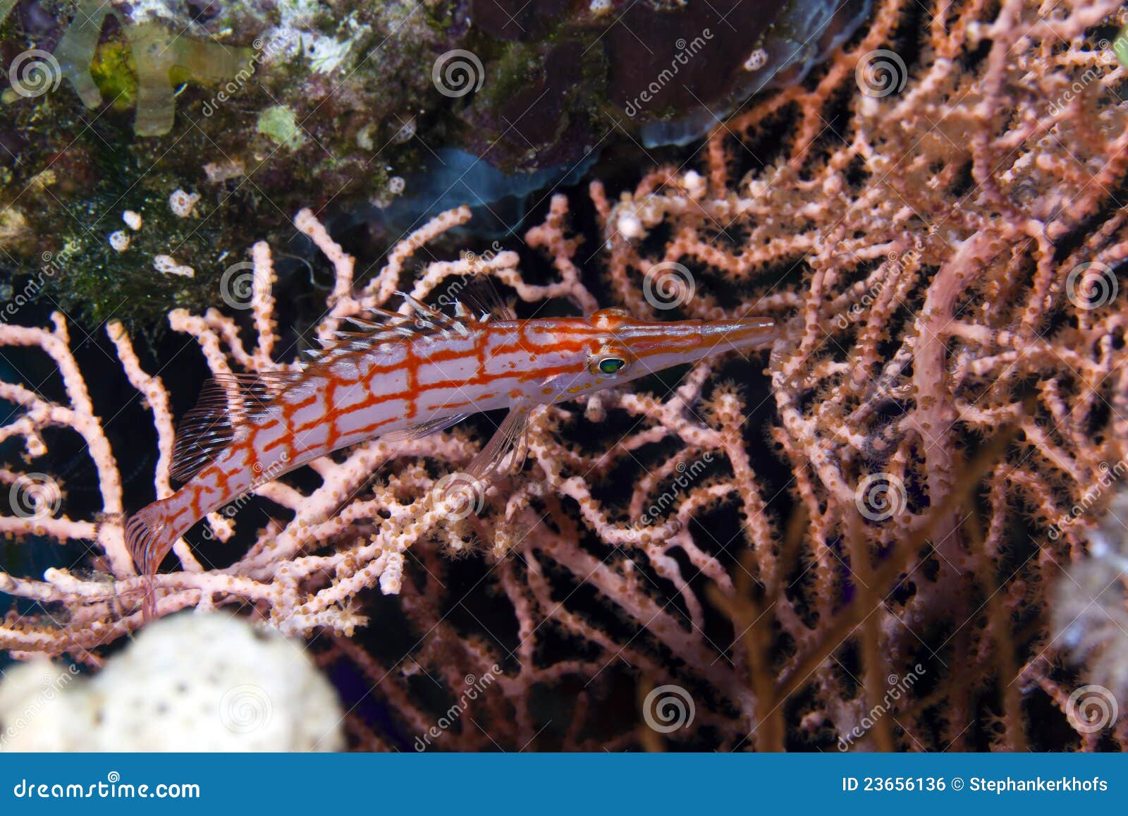 Longnose Hawkfish in the Red Sea. Stock Photo - Image of coral, marine ...