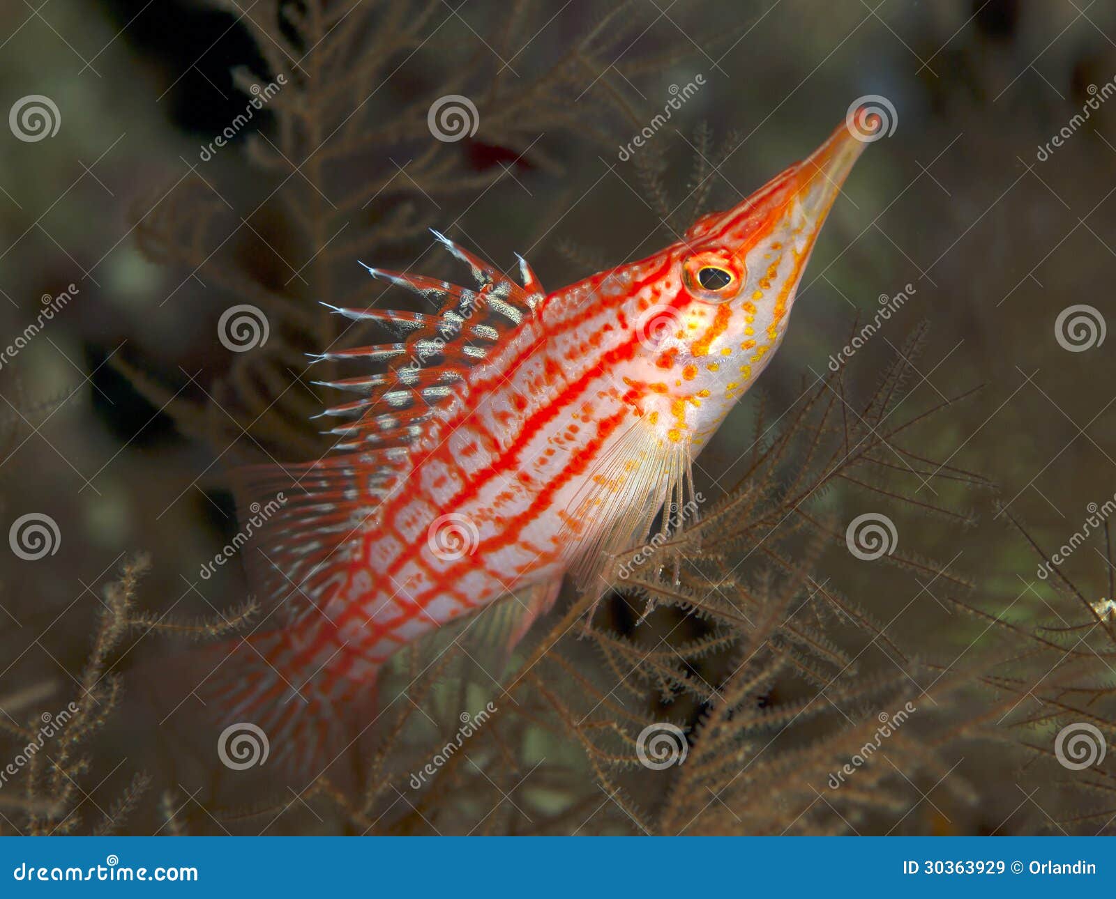Longnose hawkfish stock image. Image of life, water, wildlife - 30363929