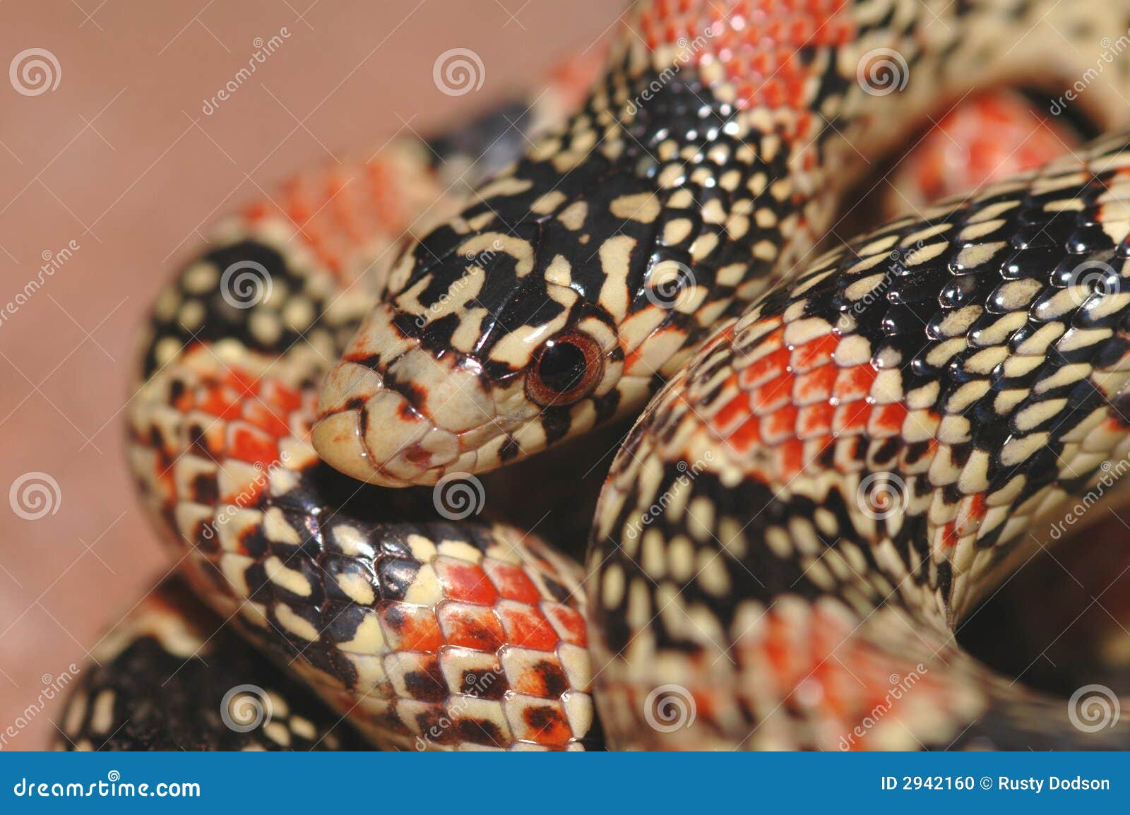 Longnose Snake Macro stock photo. Image of snake, arizona - 2942160