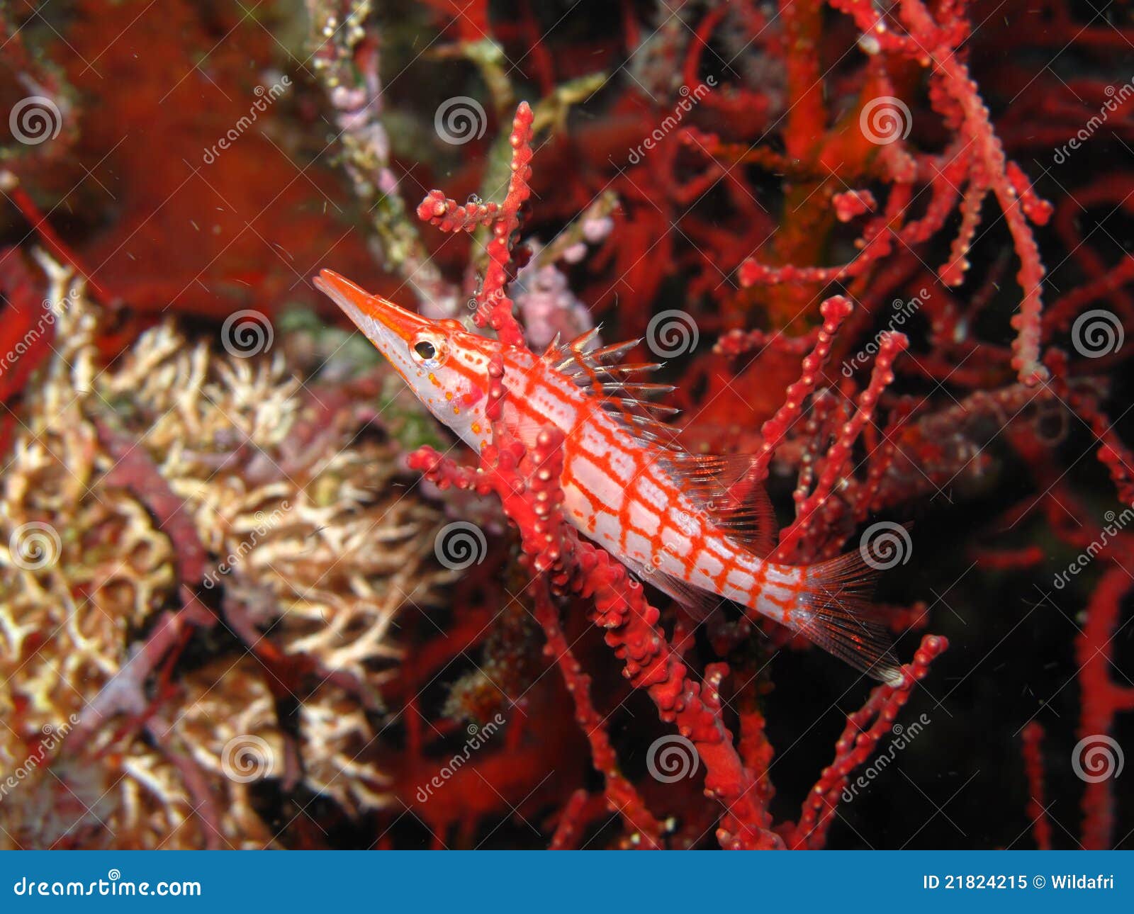 Longnosed Hawkfish stock image. Image of tropic, hawkfish - 21824215