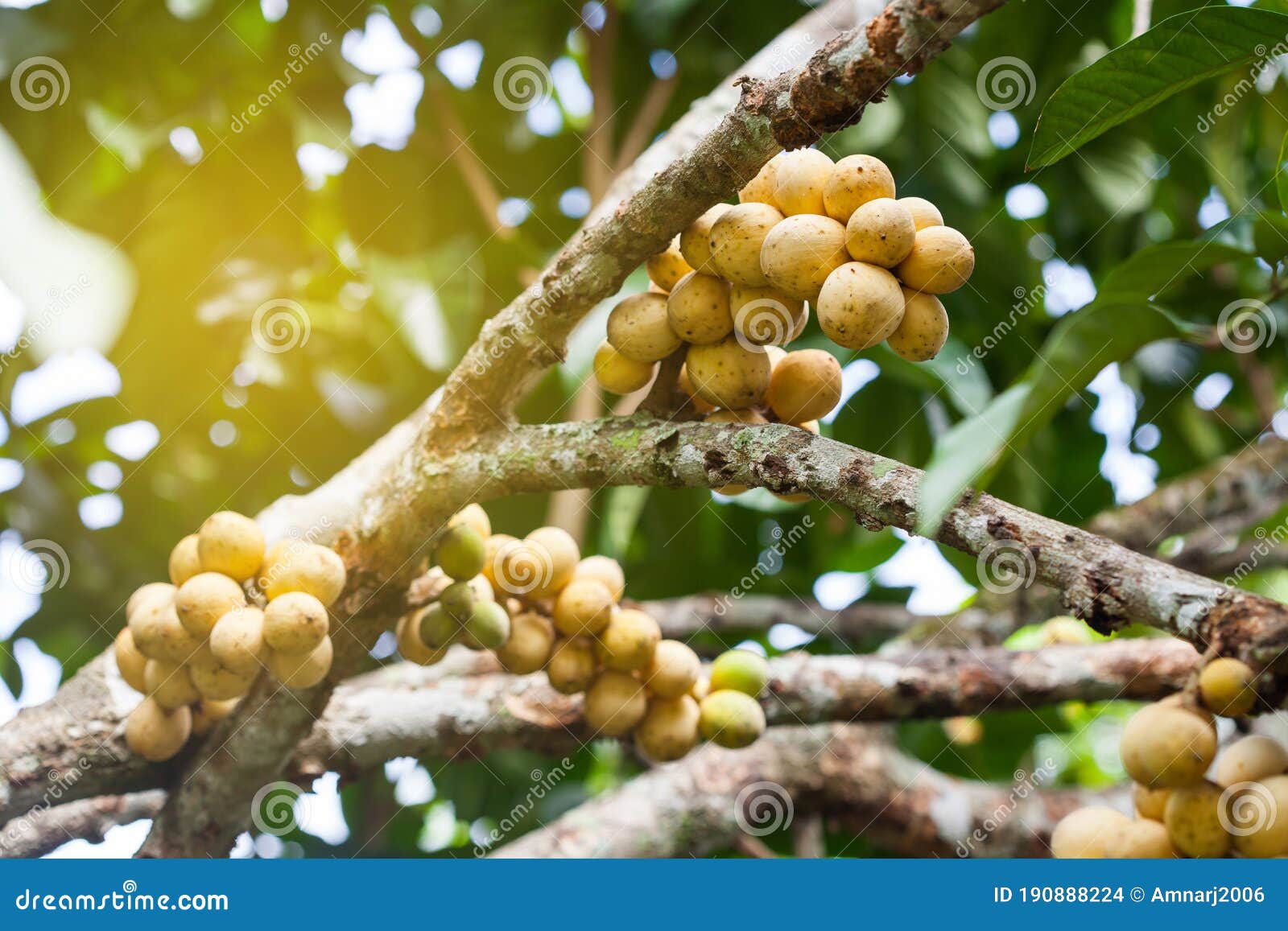 Longong fruit on tree stock photo. Image of delicious - 190888224