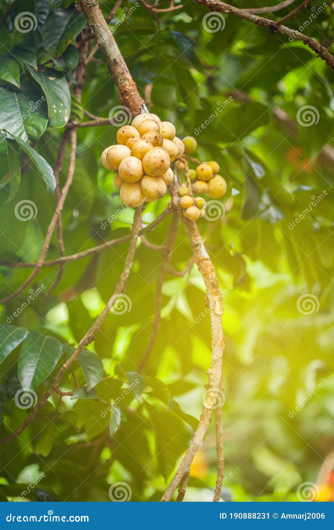 Longong fruit on tree stock image. Image of nature, diet - 190888231