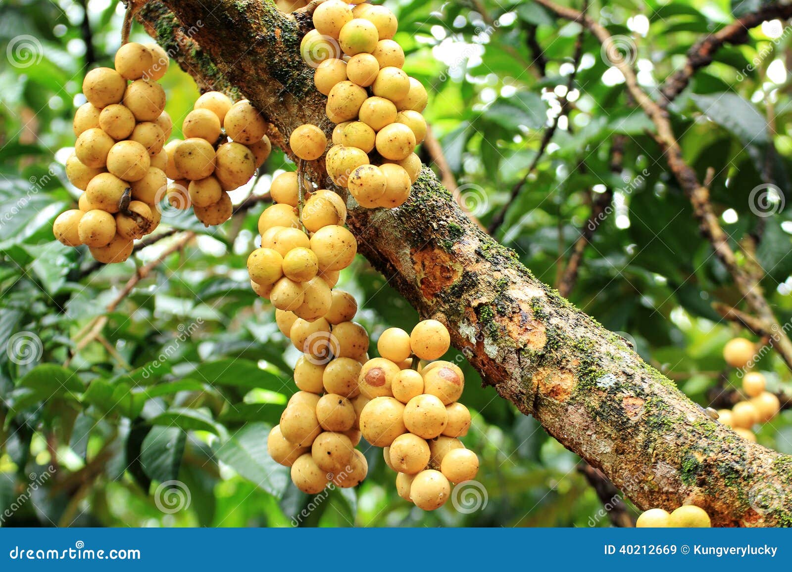 Longong on tree stock image. Image of drinks, langsat - 40212669