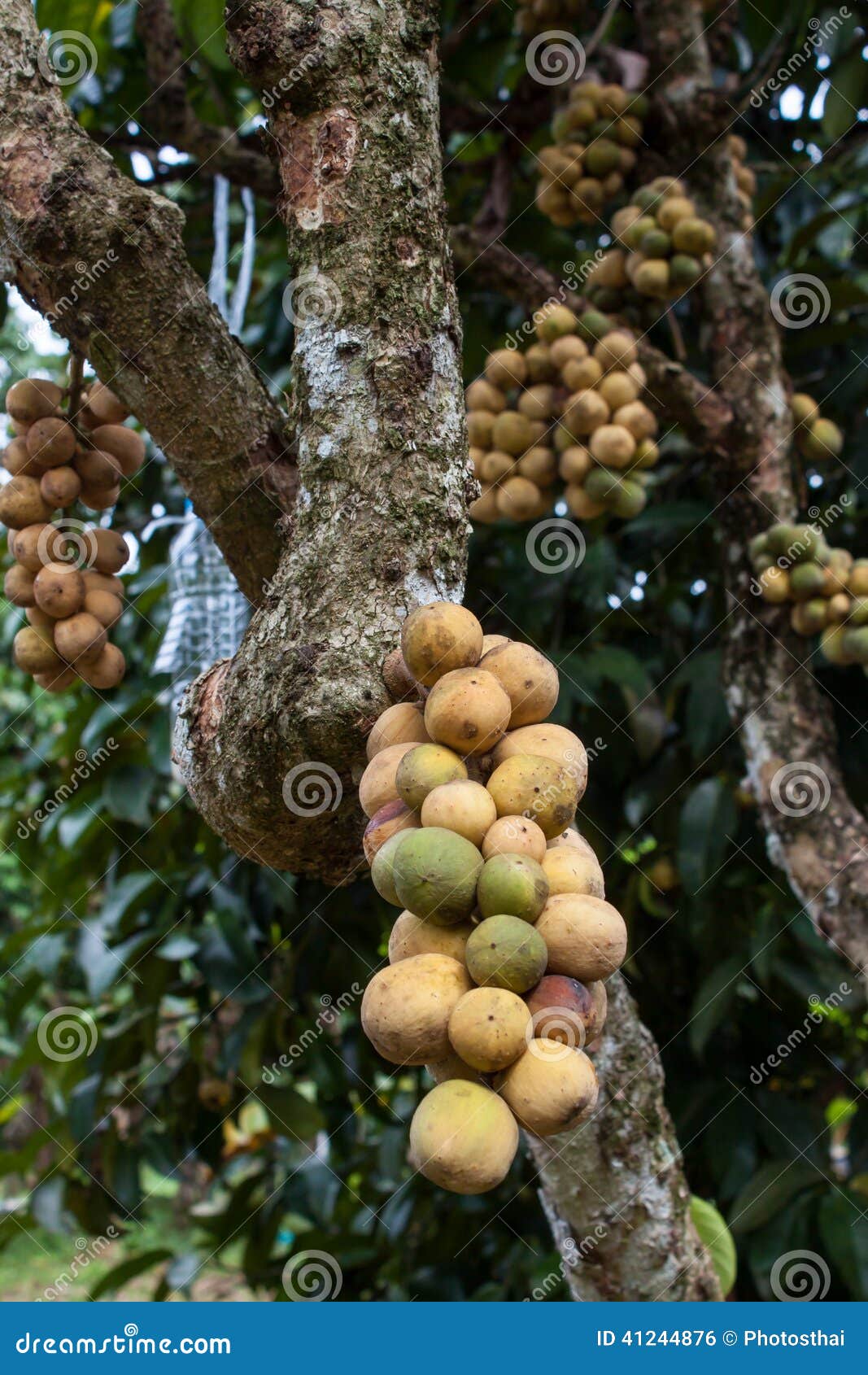 Longong on tree stock photo. Image of juicy, fresh, food - 41244876