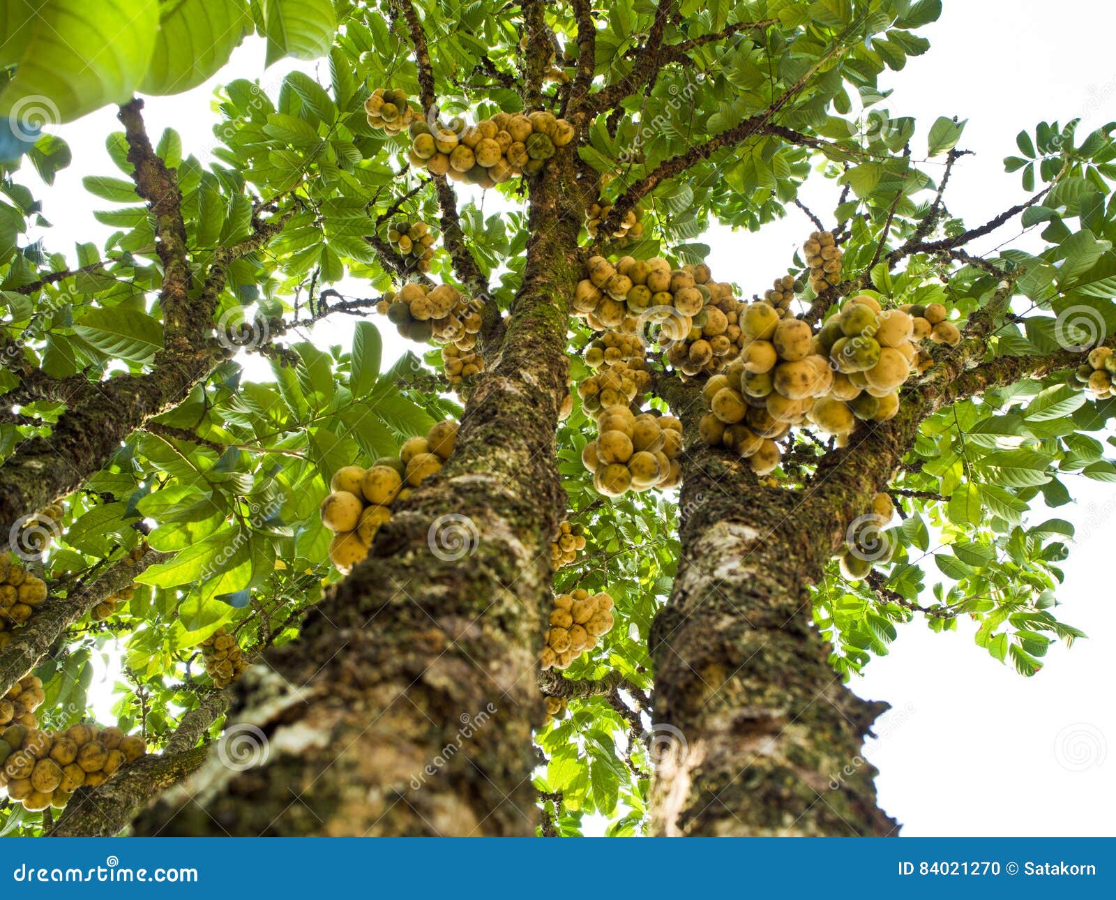 Longong tree stock photo. Image of ripe, food, agriculture - 84021270