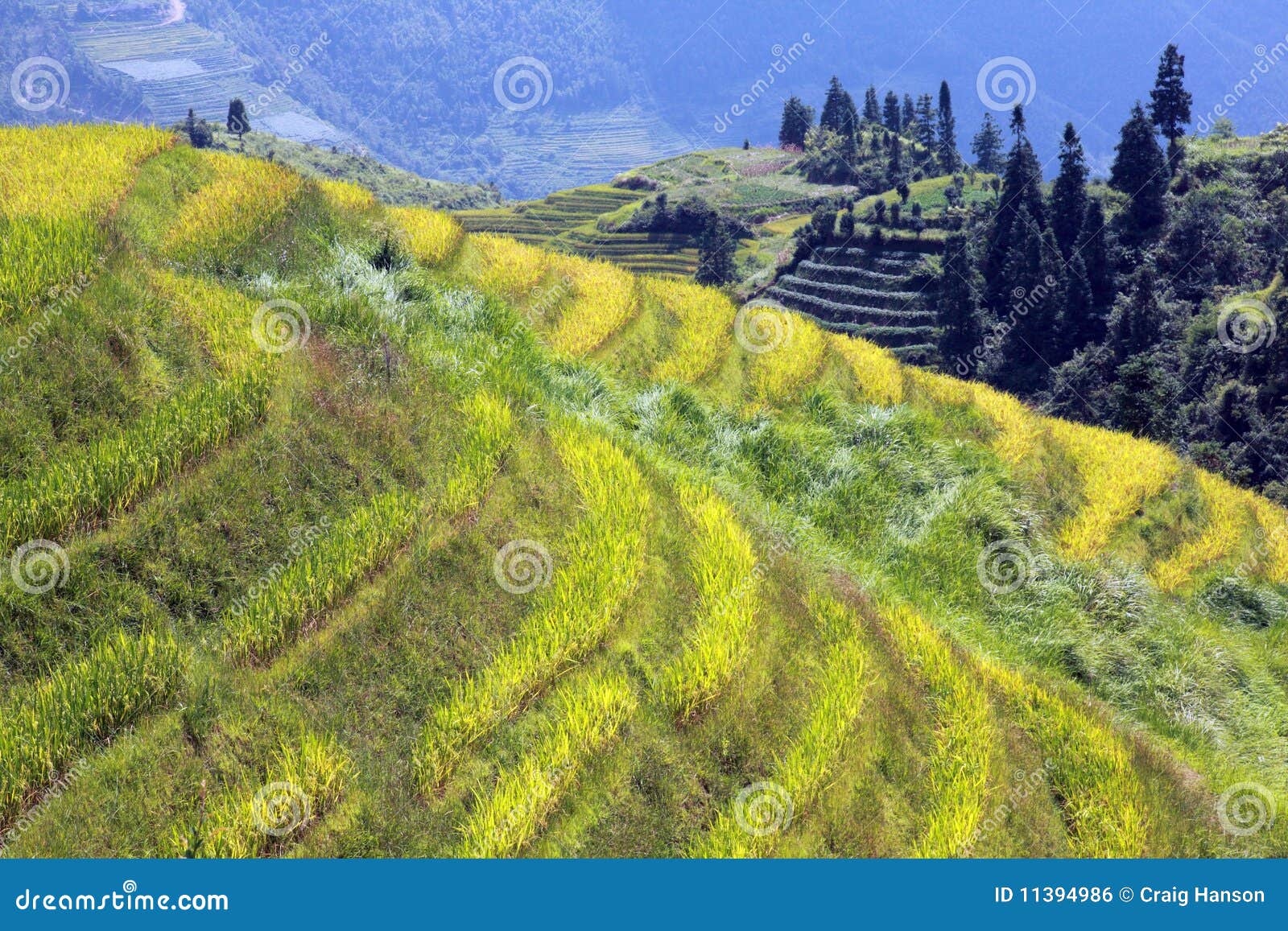 Longshen Rice Fields stock photo. Image of nature, field - 11394986