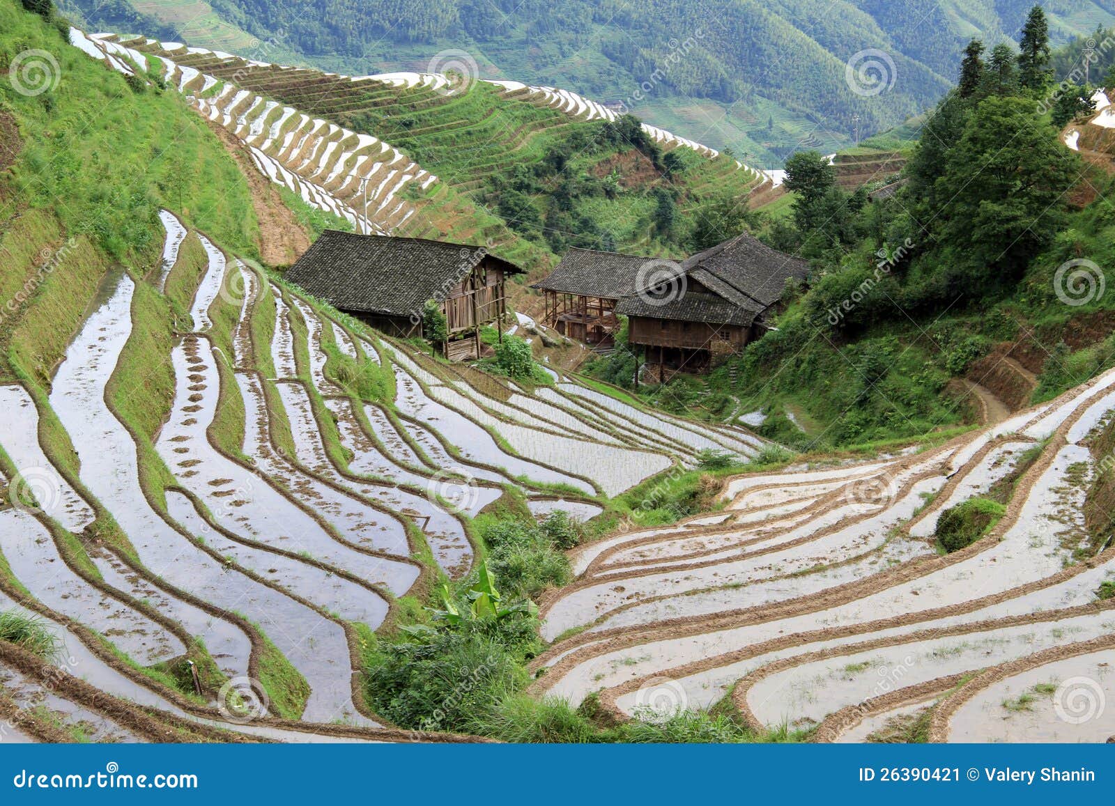 Longsheng Rice Terraces; China Stock Image - Image of growth, rural ...