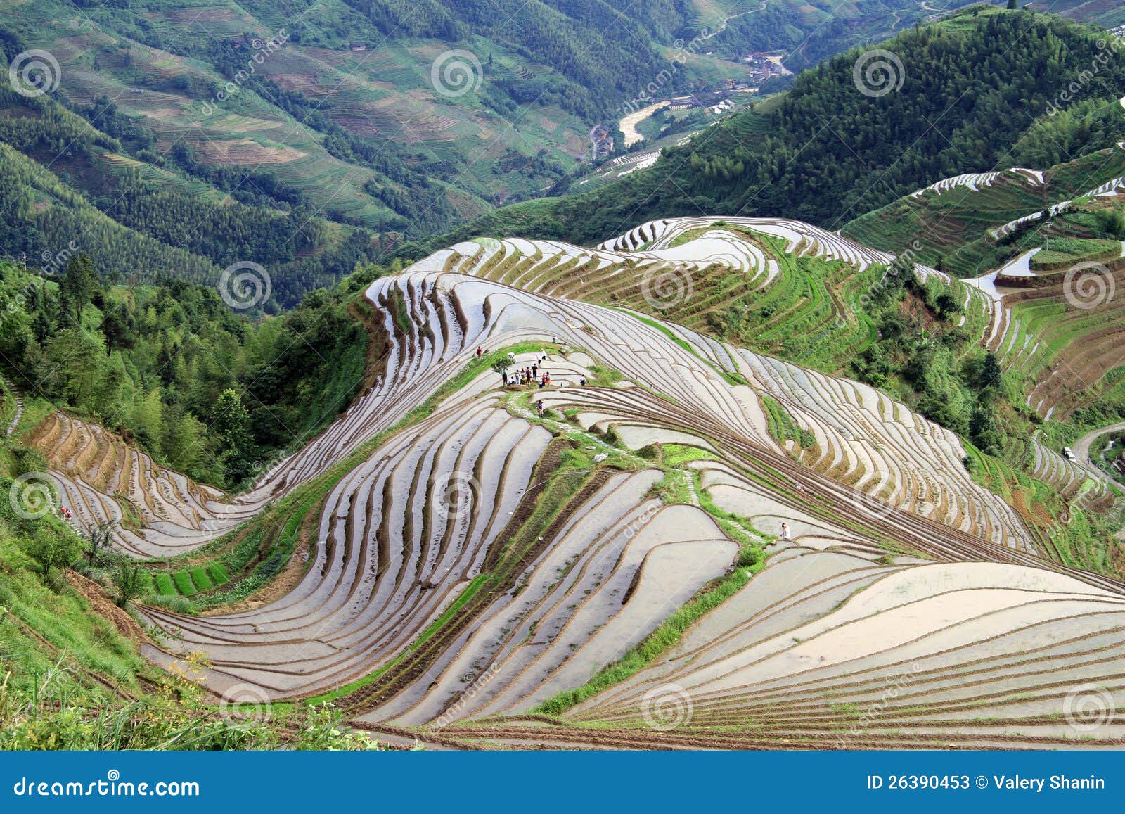 Longsheng Rice Terraces; China Stock Image - Image of crop, rice: 26390453