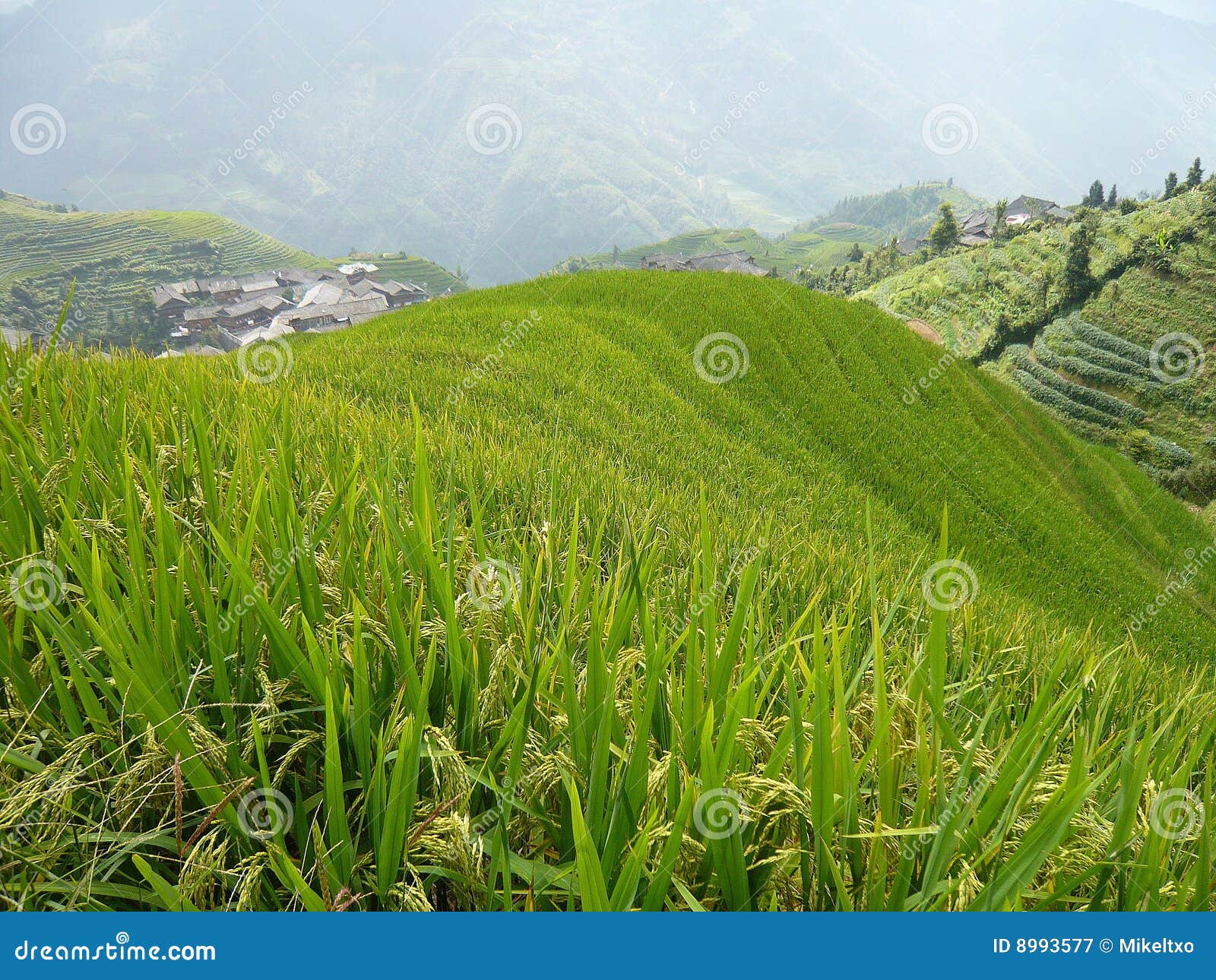 Longsheng Rice Terraces, China Stock Image - Image of seed, countryside ...