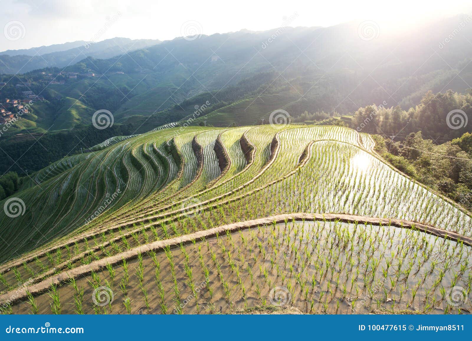 Terraced fields stock image. Image of field, paddy, longsheng - 100477615