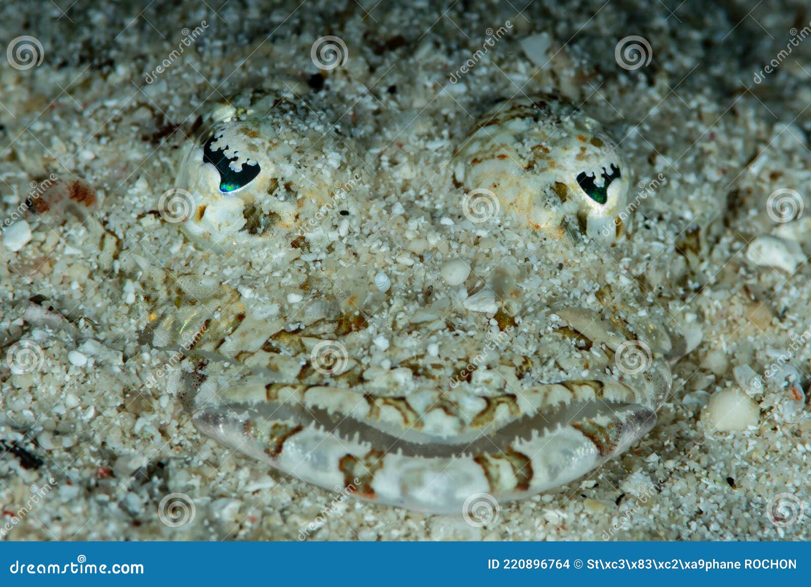 Longsnout Flathead Fish Covered with Sand Stock Photo - Image of sorong ...