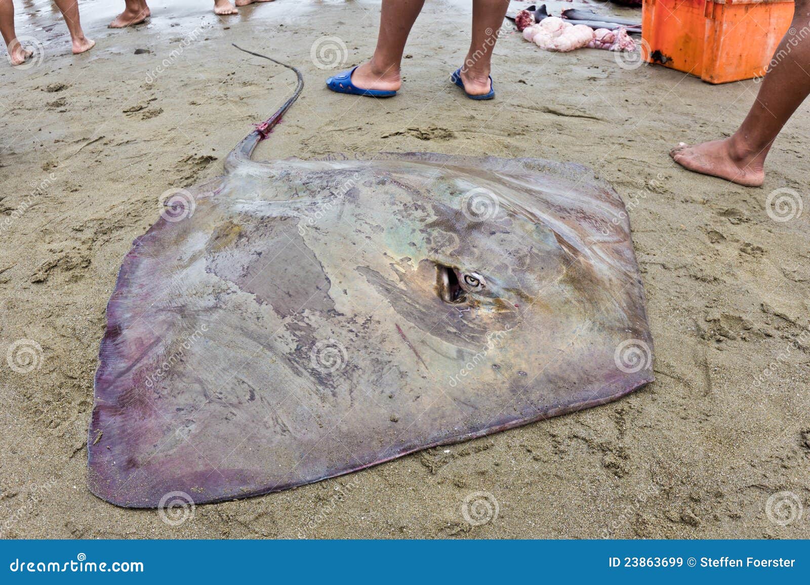 Longtail Stingray on Beach, Ecuador Stock Image - Image of beached ...