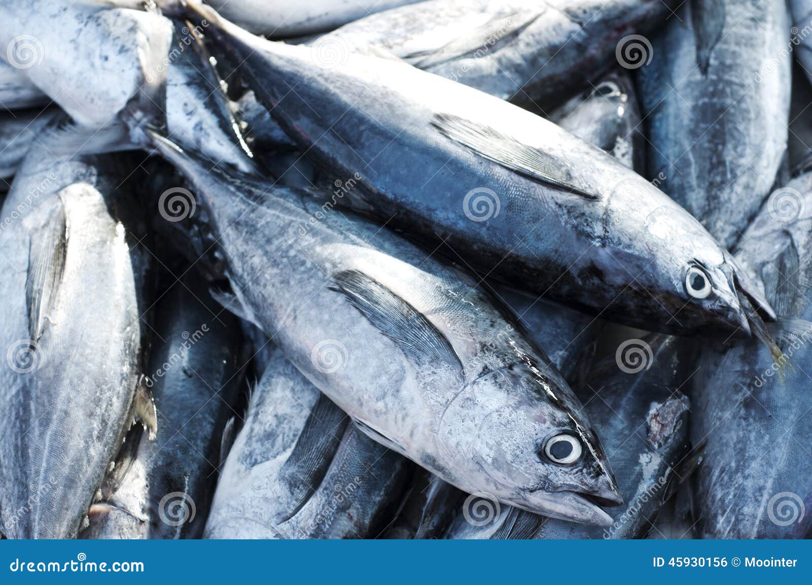 Longtail tuna stock photo. Image of commercial, boat - 45930156